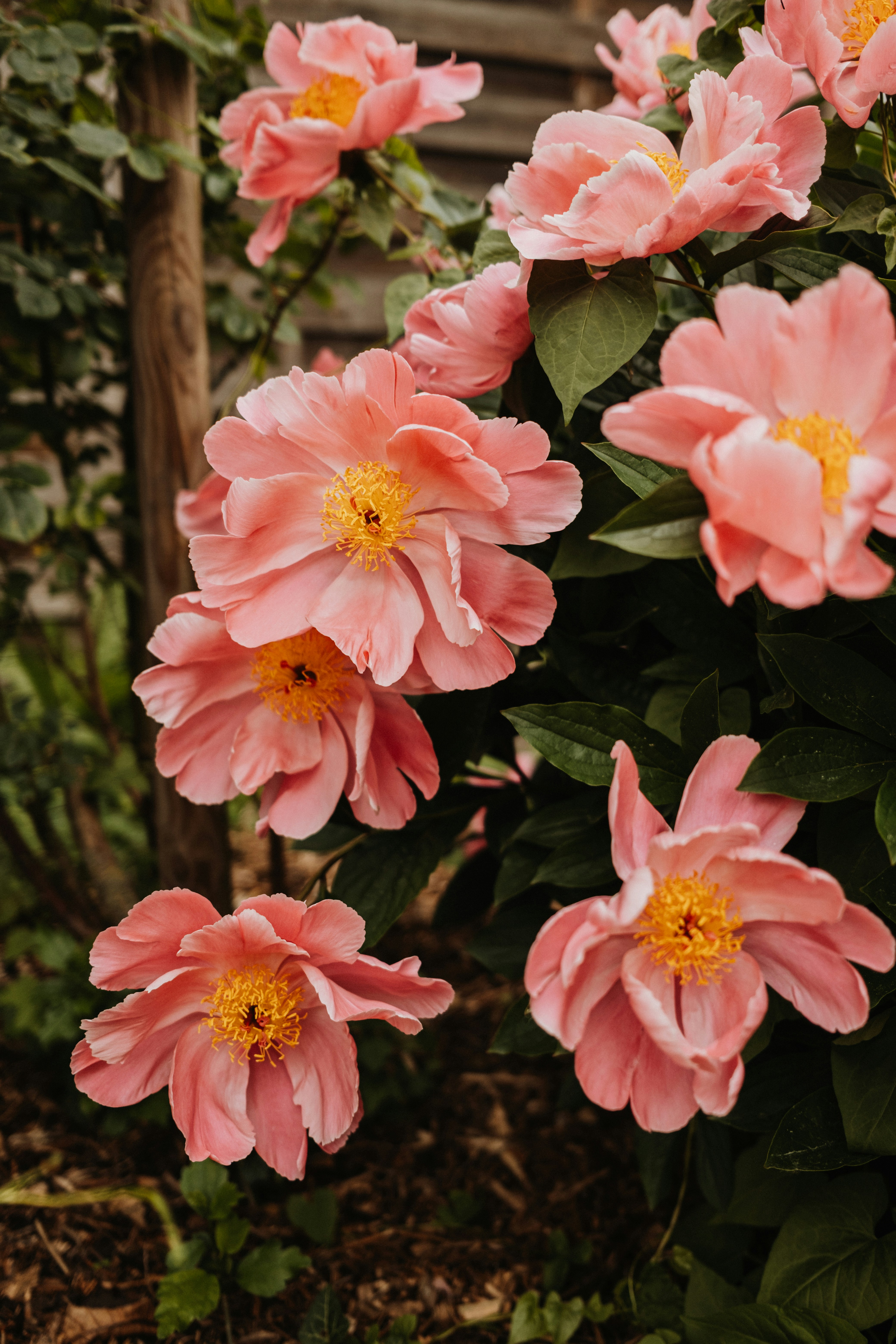 Petals in Pastel Bloom: A Cluster of Pink Camellias Stealing the Sun