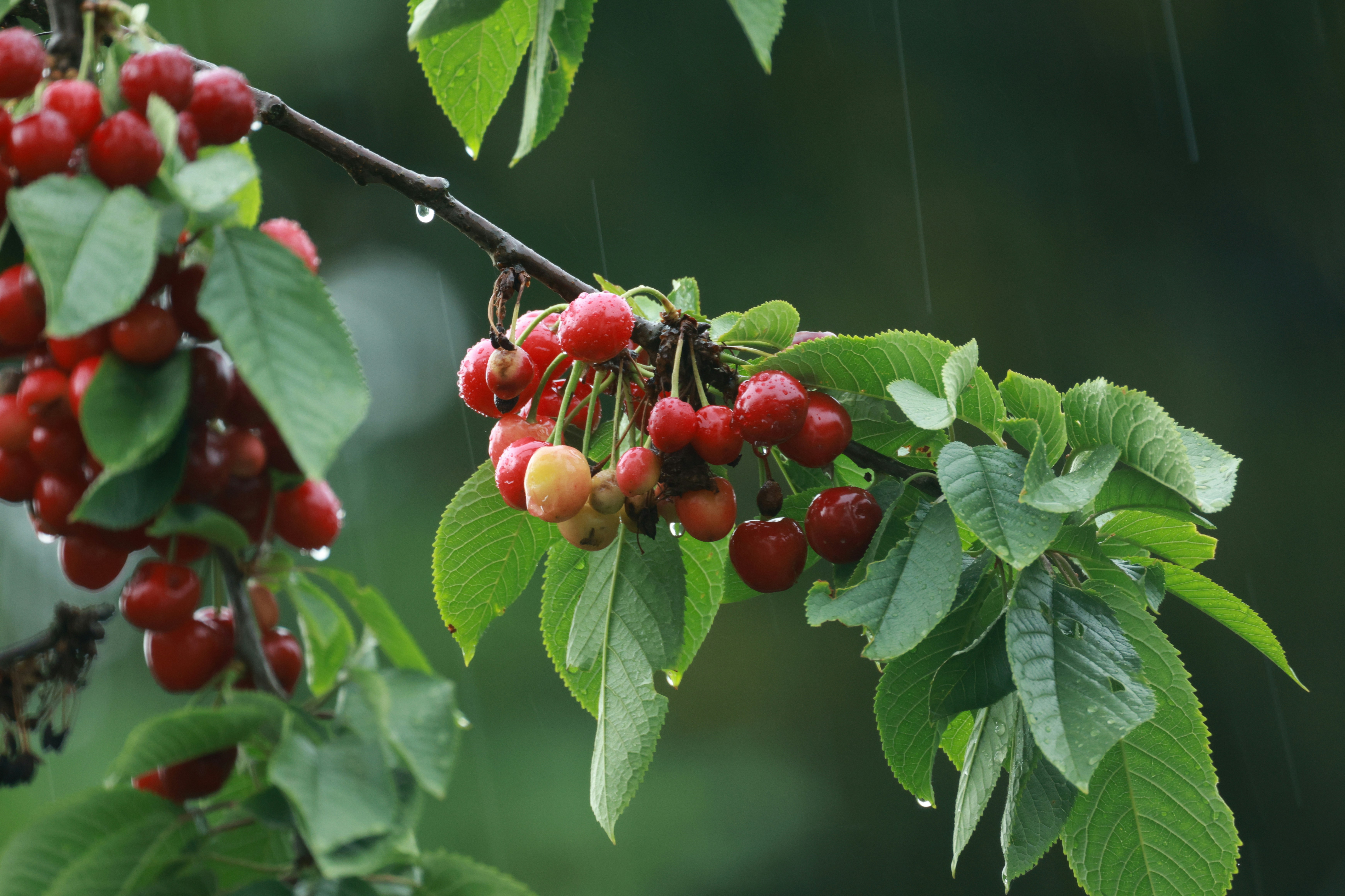 Ruby clusters on a rain-kissed cherry branch