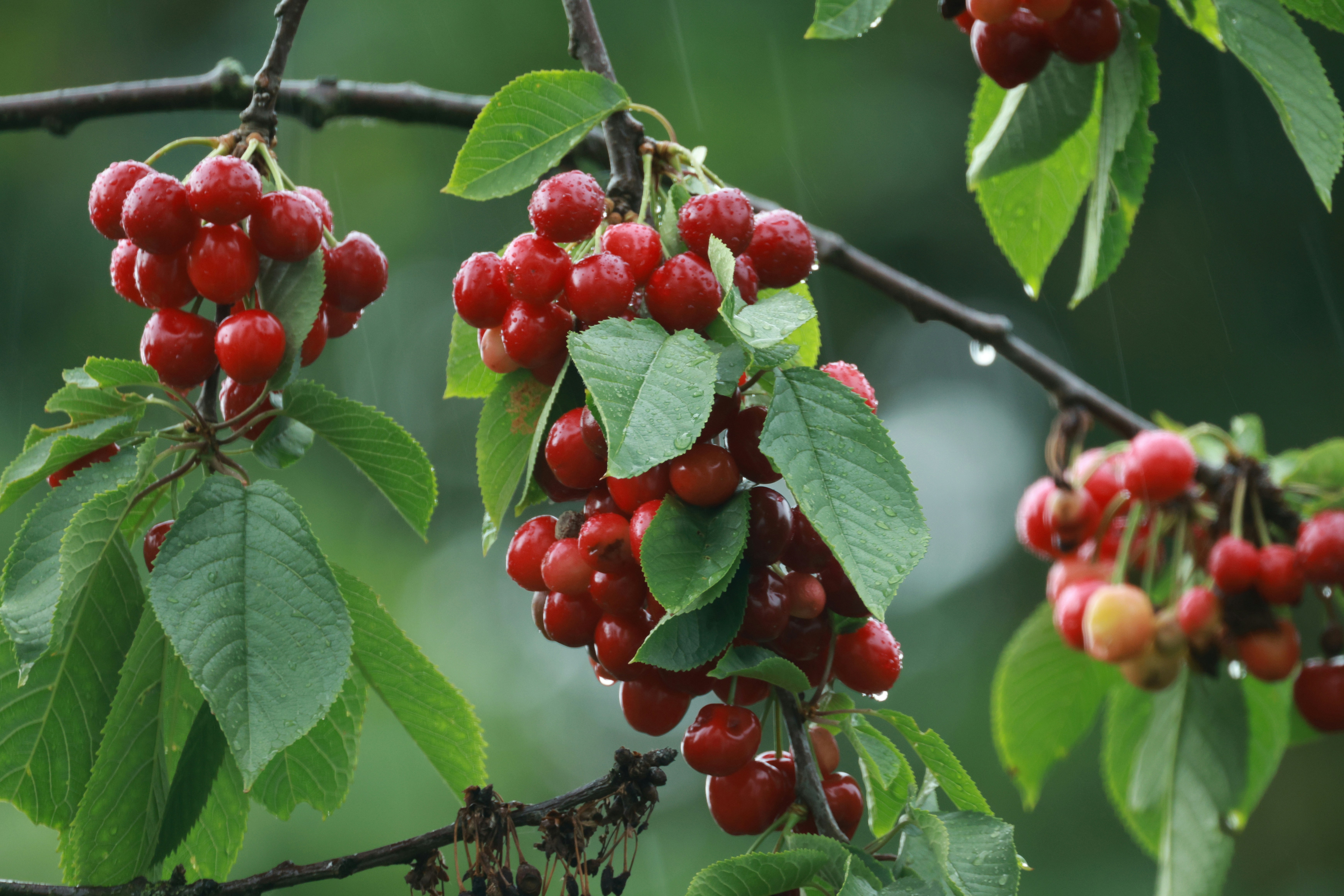 Clusters of Red Cherries: Nature's Glossy Berries on a Sunny Branch