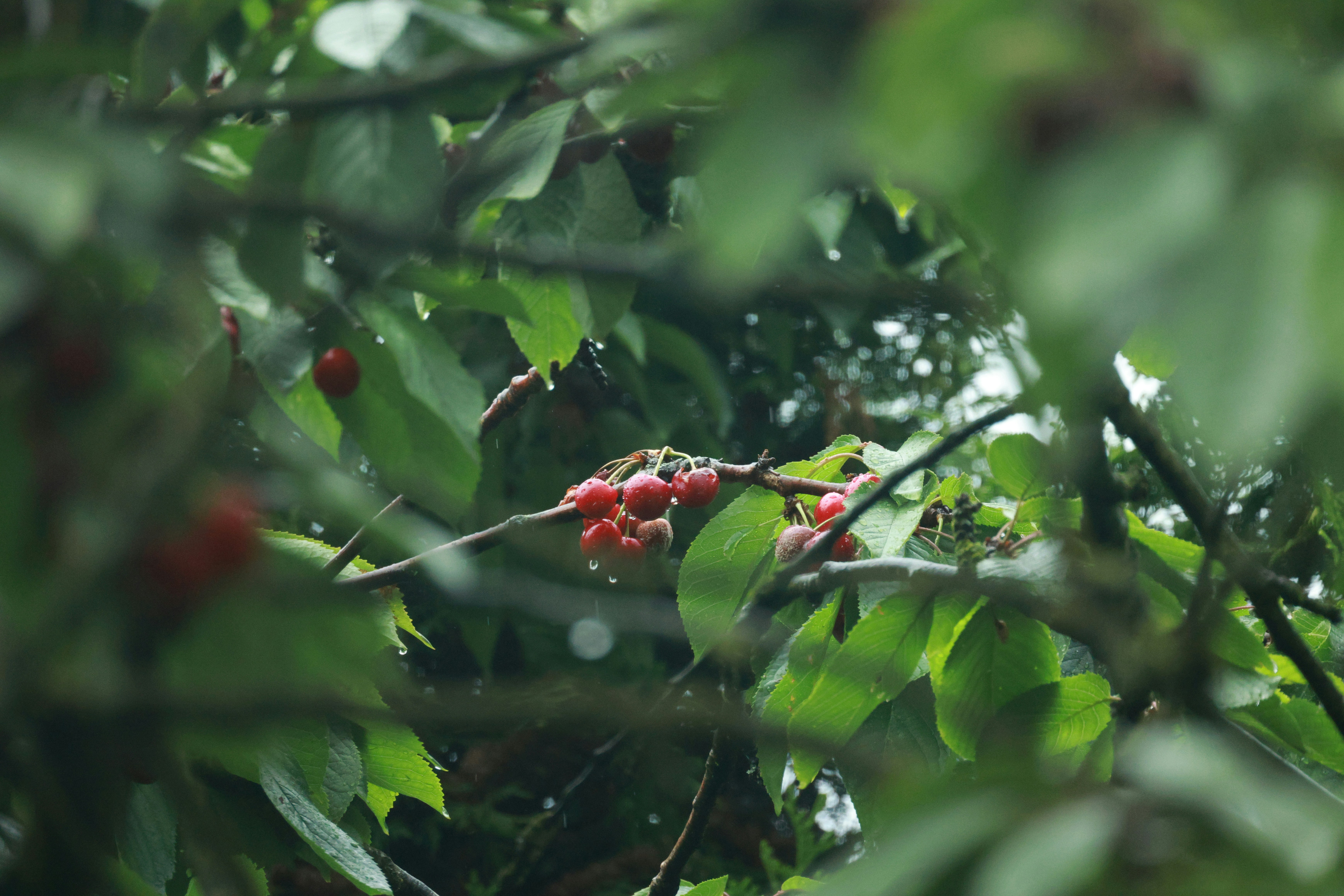 Red berries tucked in a leafy green canopy