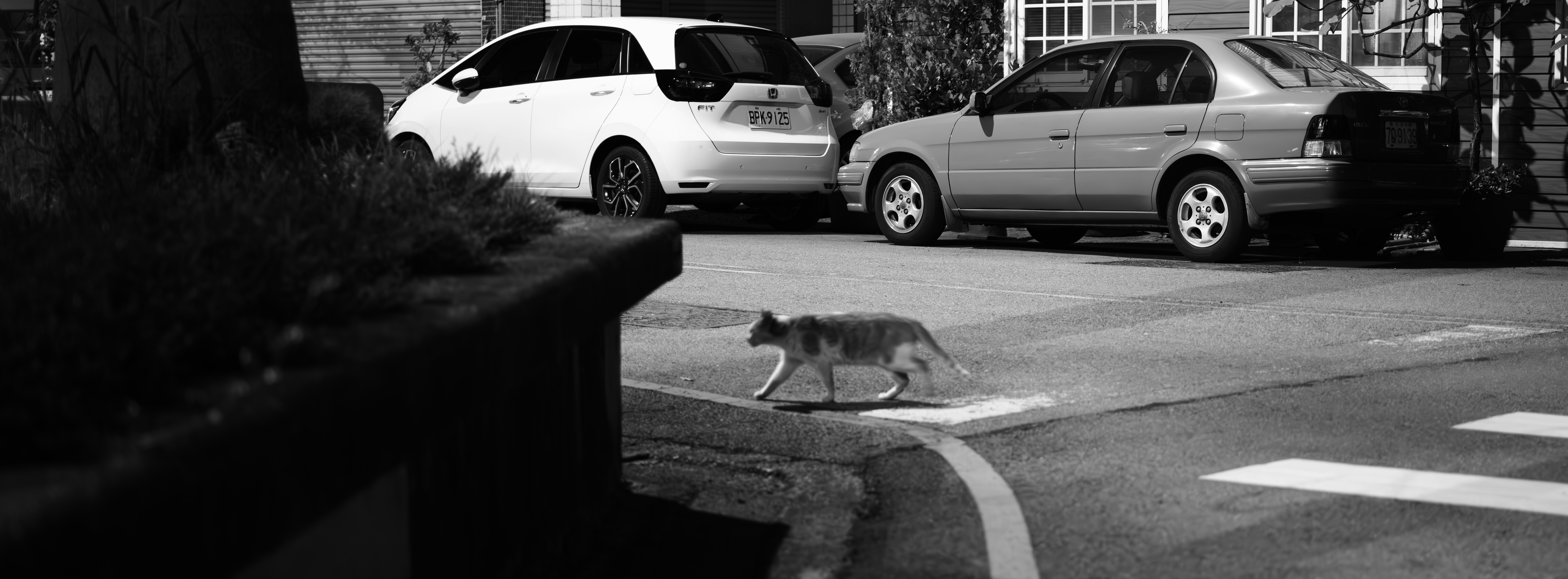 Grey Cat Crossing: A Quiet Moment in the Parking Lot