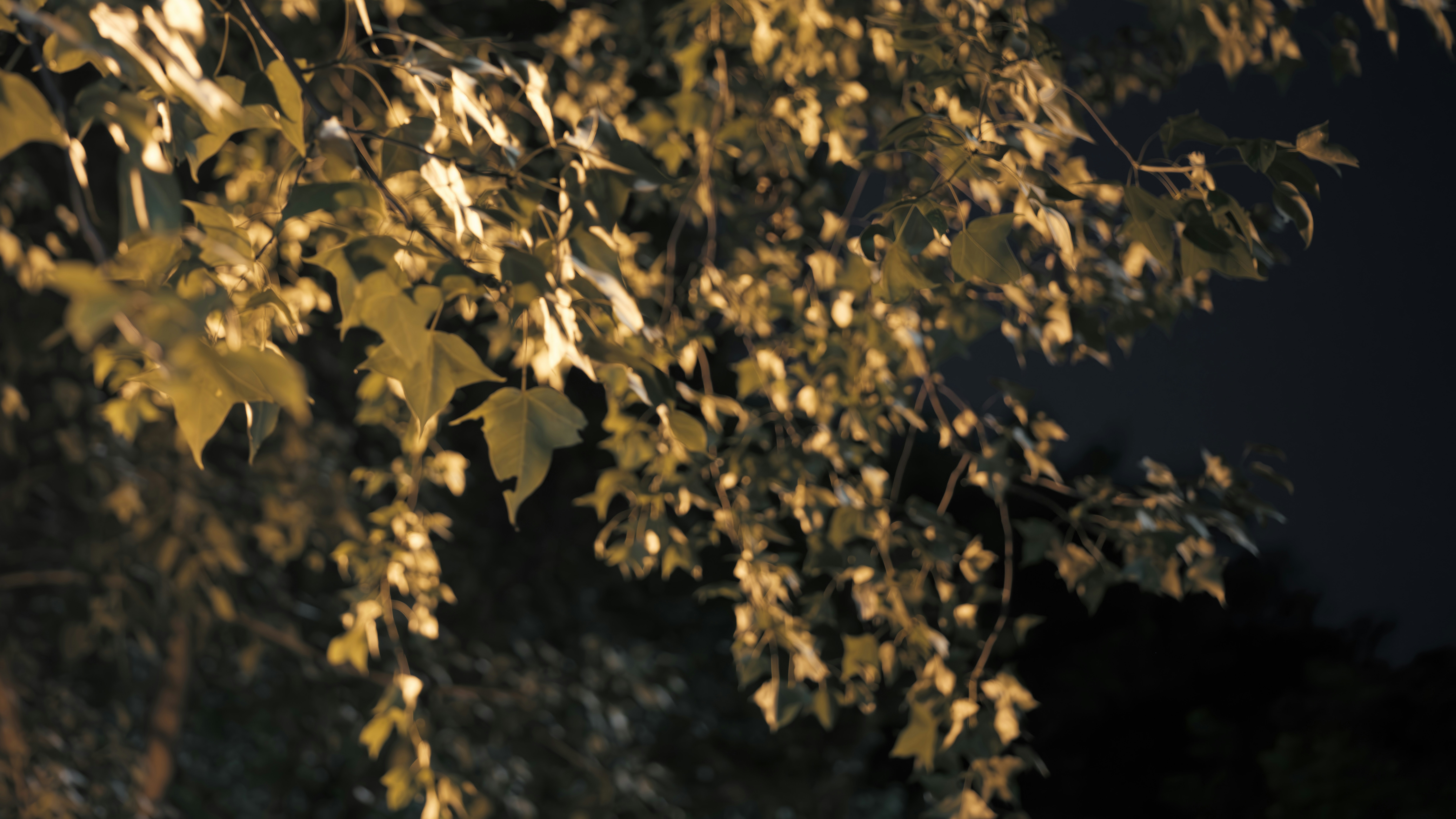 Moonlit Leaves: Golden Foliage Framing a Dark Night