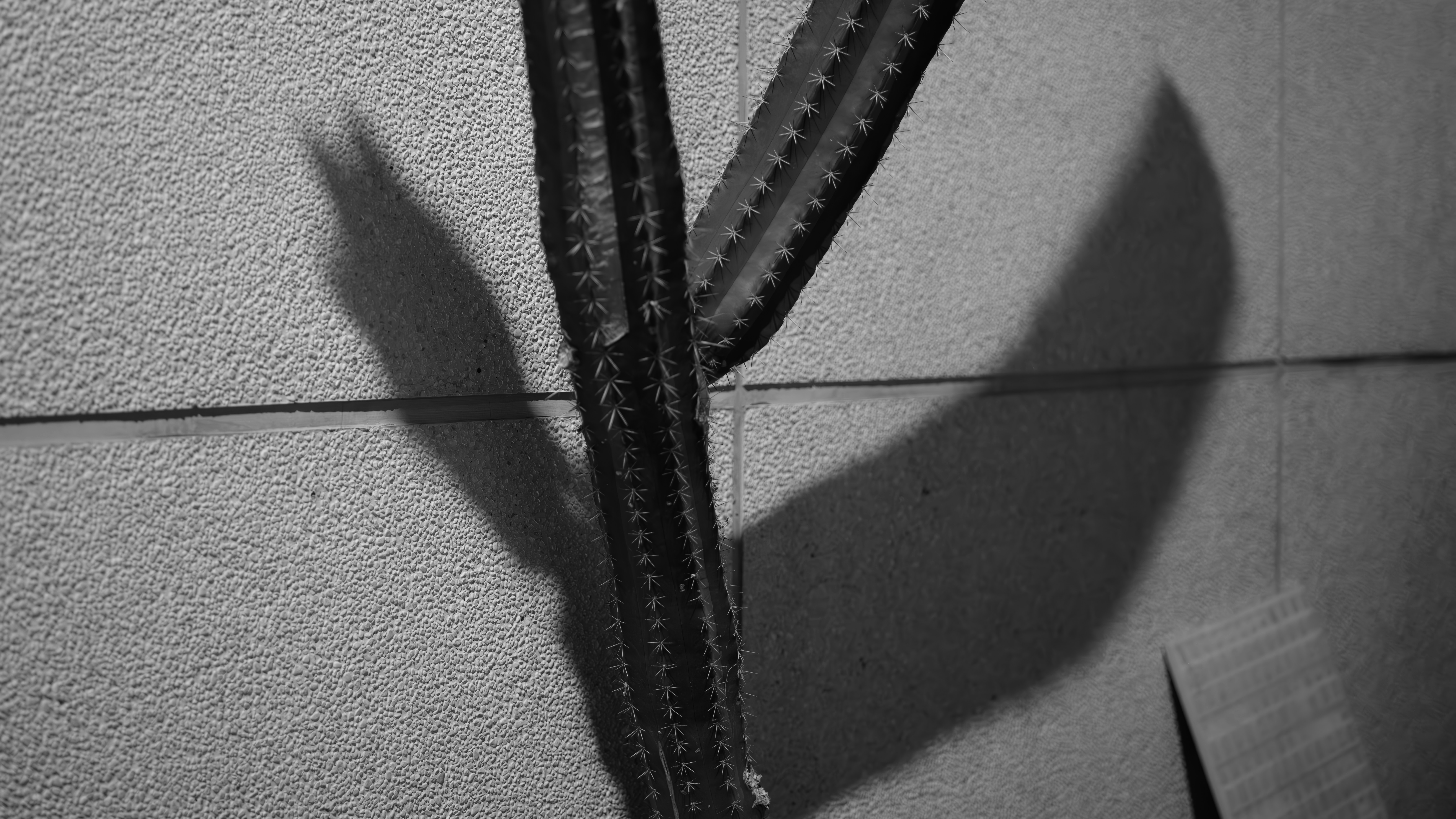 Angular Cactus Silhouette in Grainy Grayscale