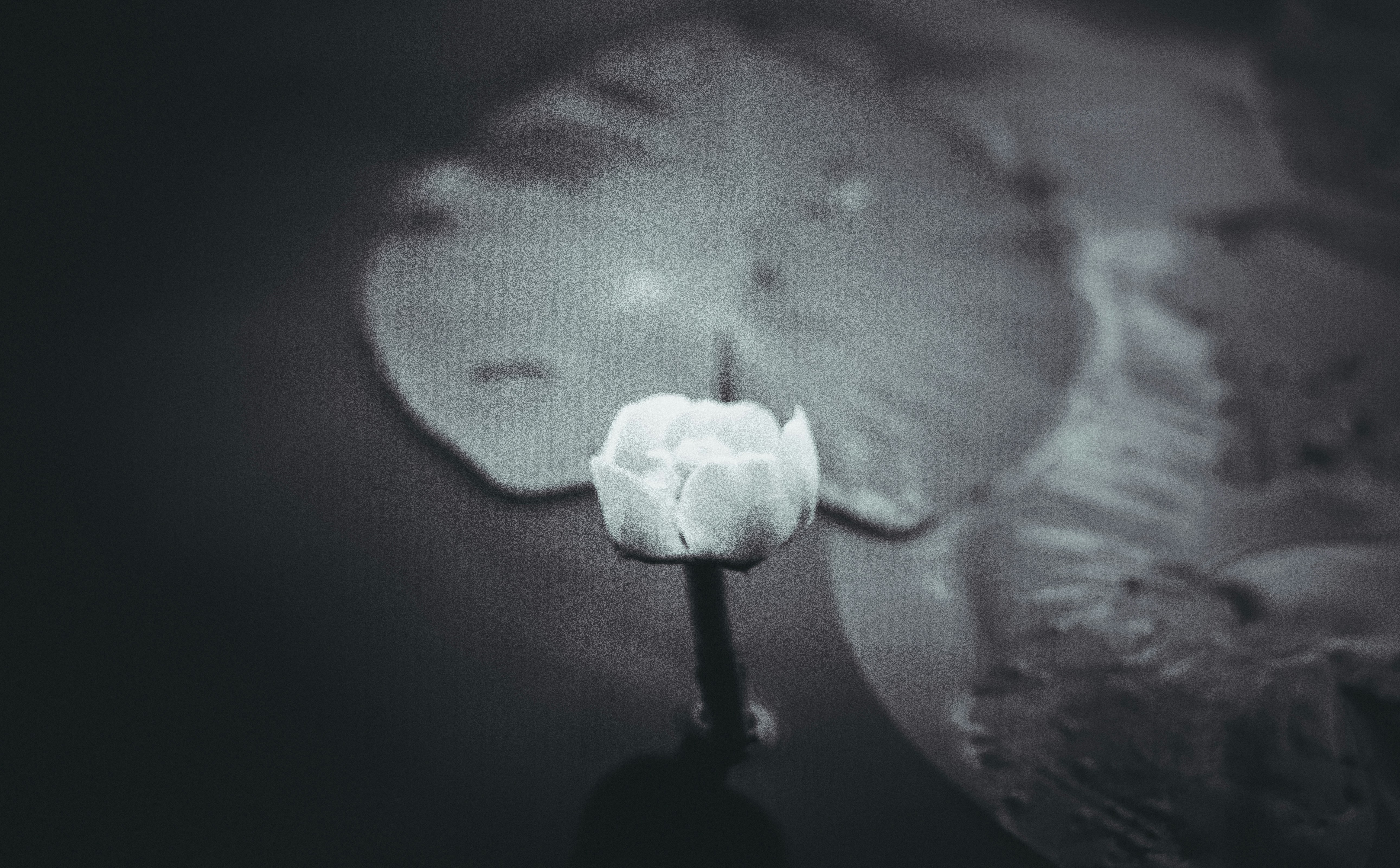 Emerging Blossom Beyond Quiet Waters