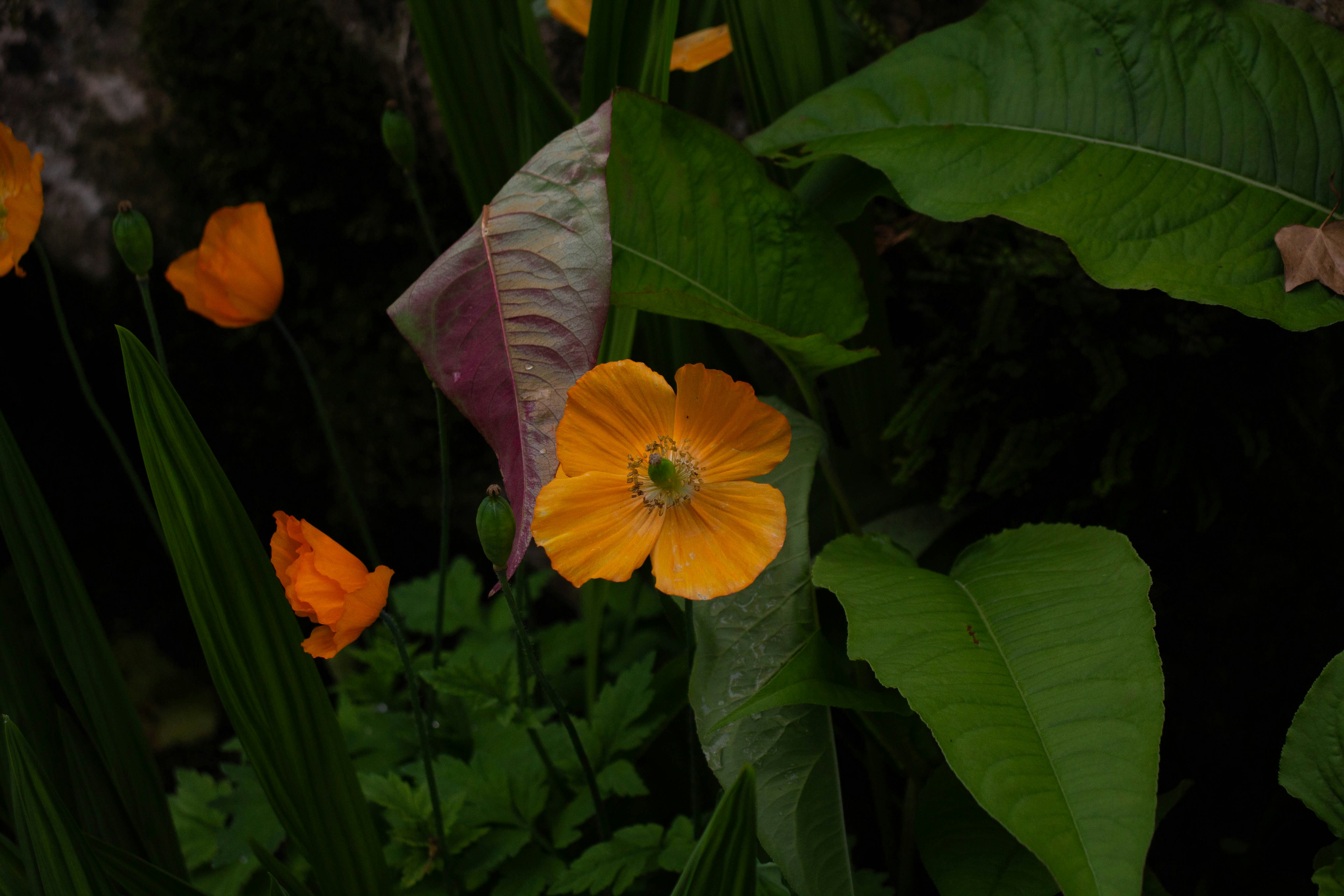Amber Bloom Among Dark Green Veils