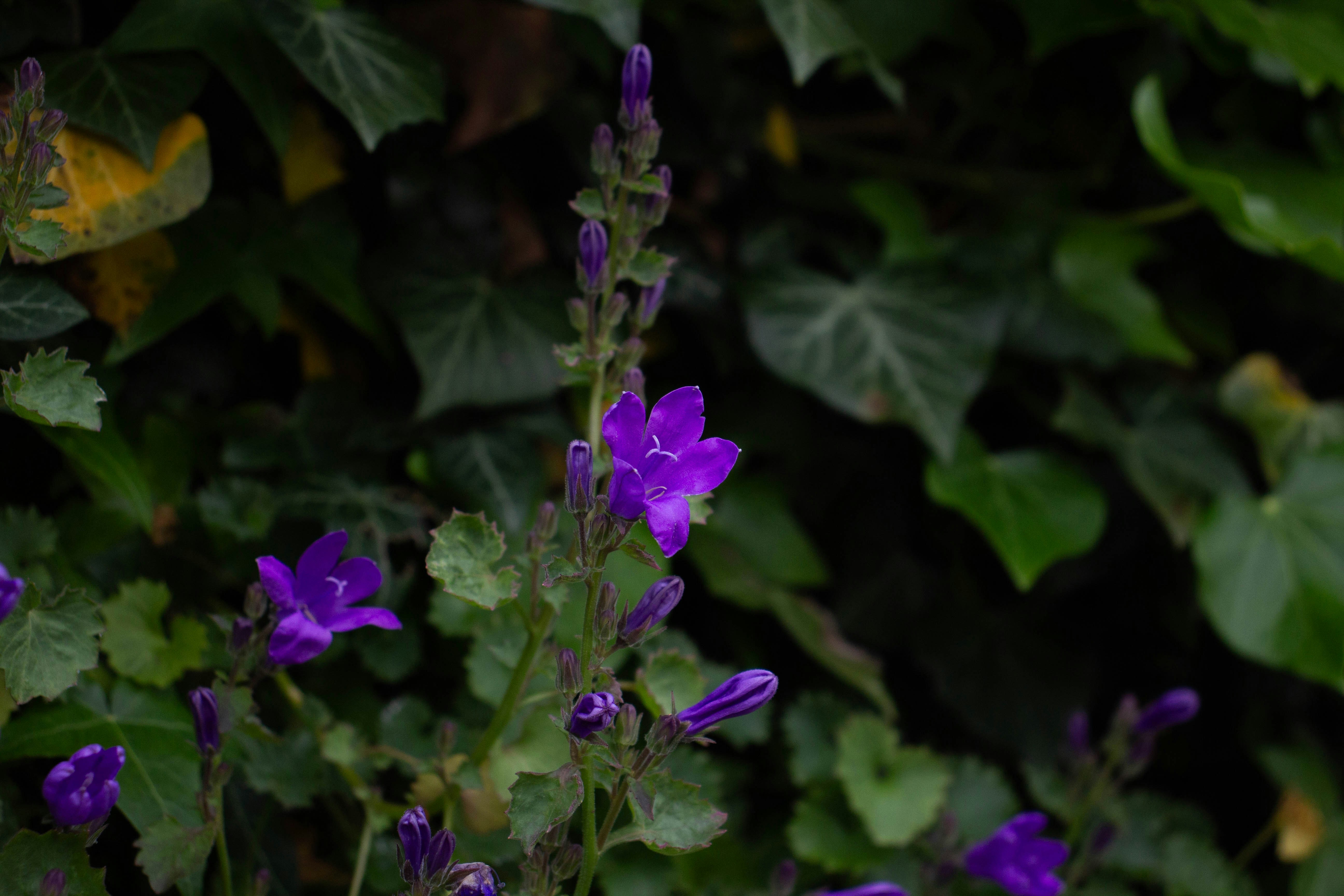Violet Spike: A Quiet Bloom Among Dark Foliage