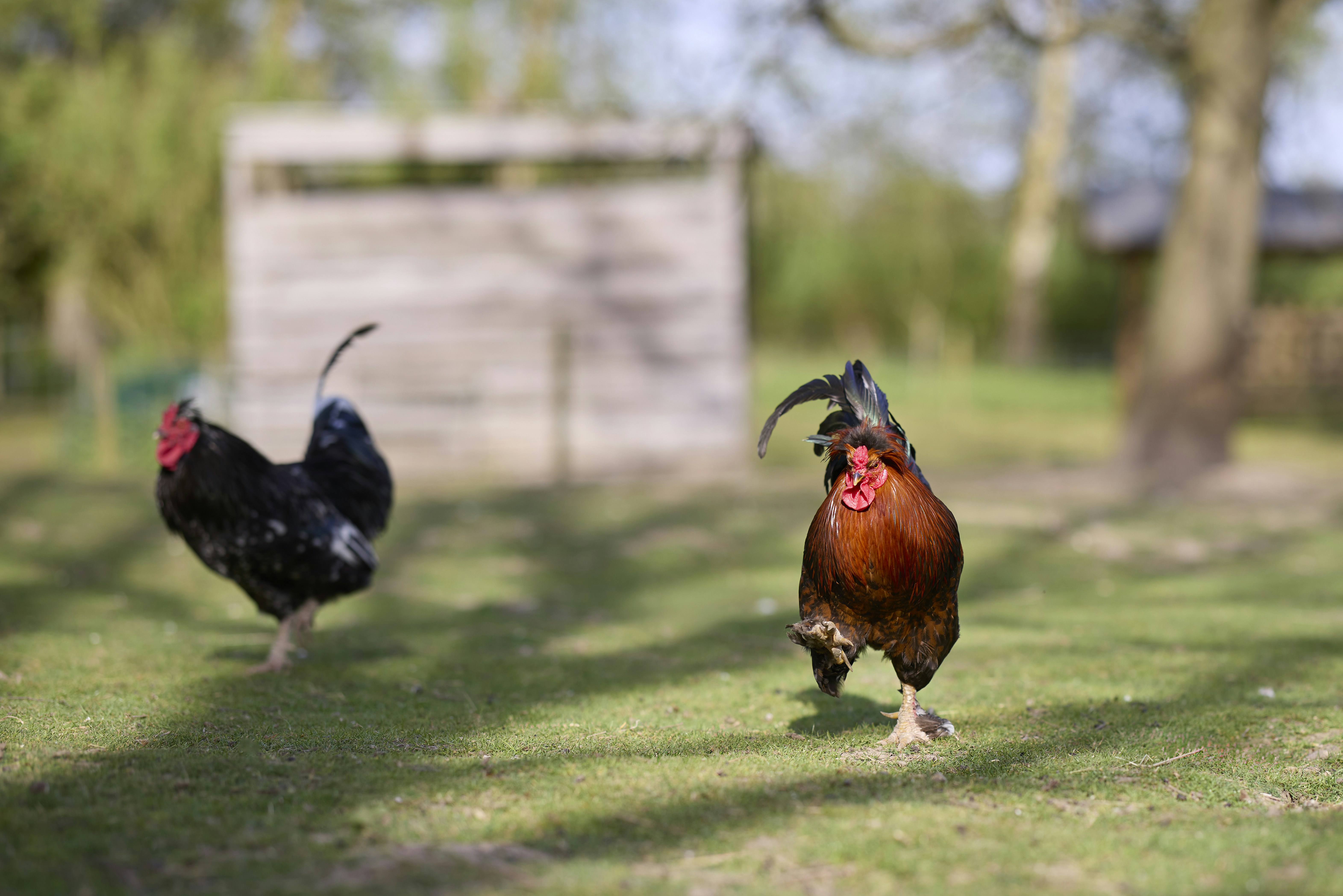 Bold Rooster Sprint: Two Gallants in a Sunny Yard