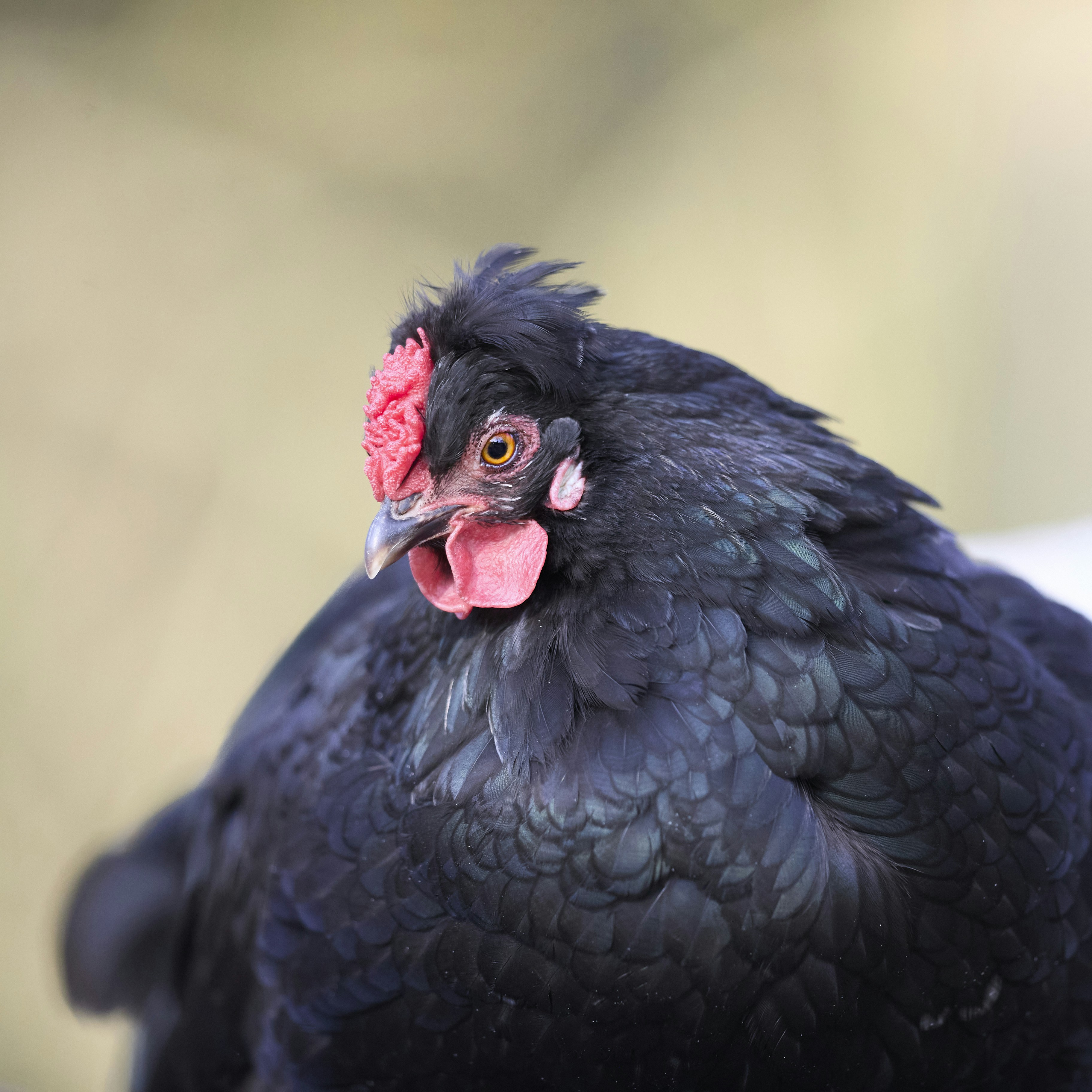 Regal Black Rooster Browns and Red Comb in Sunlit Profile
