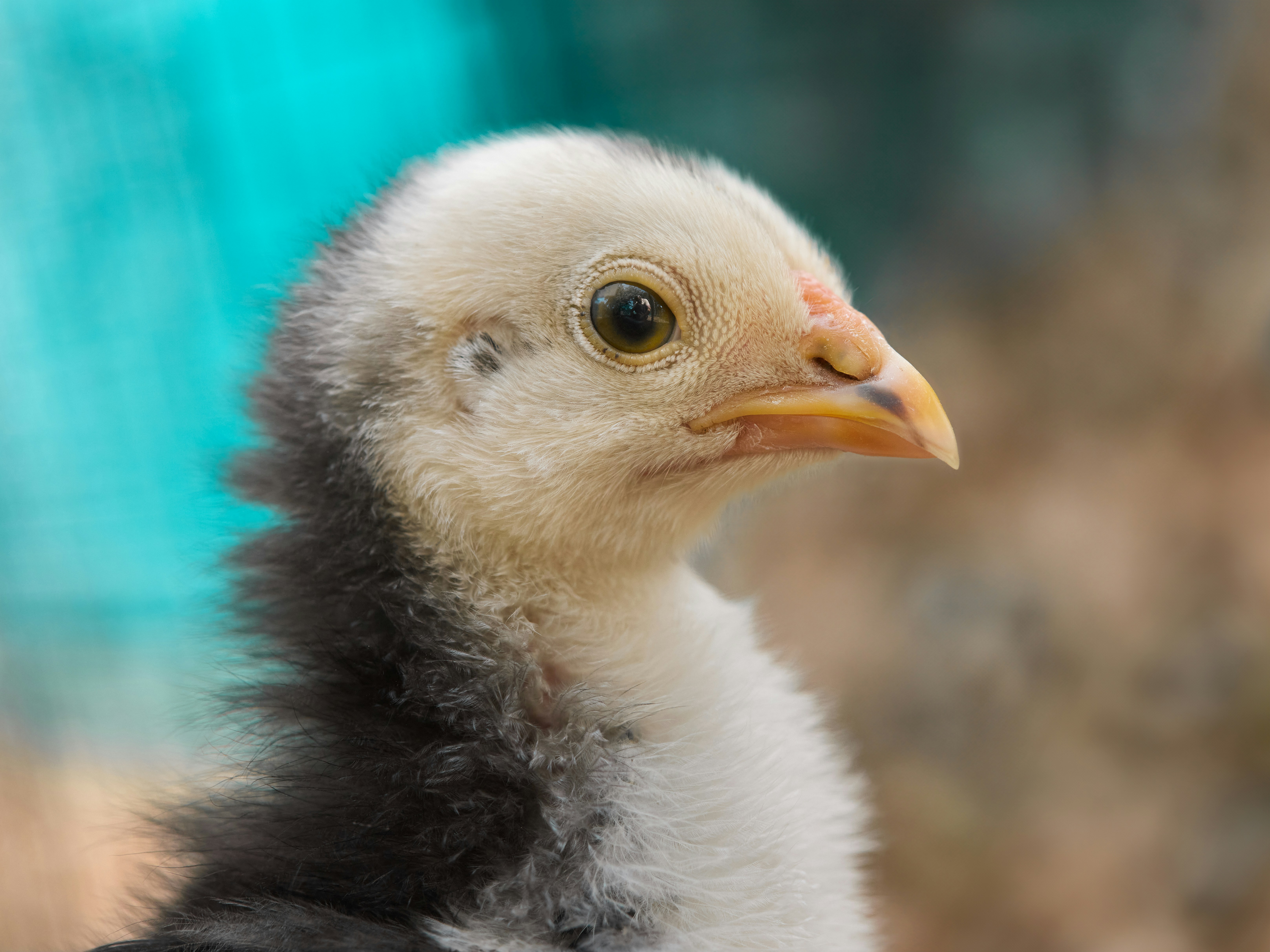 First Light: Chick's Curious Gaze