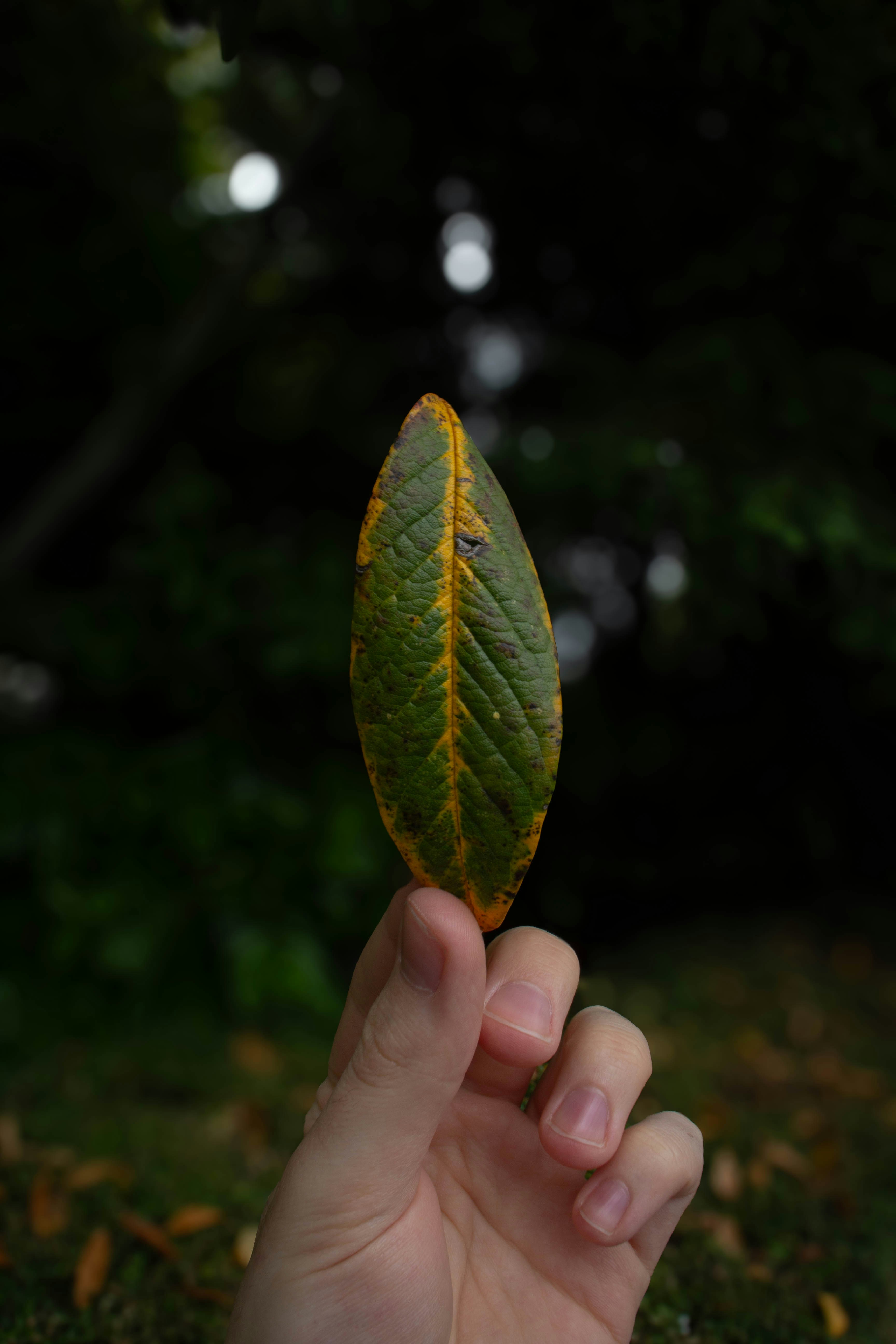 Single Leaf, Quiet Moment: A Handful of Autumn in Focus