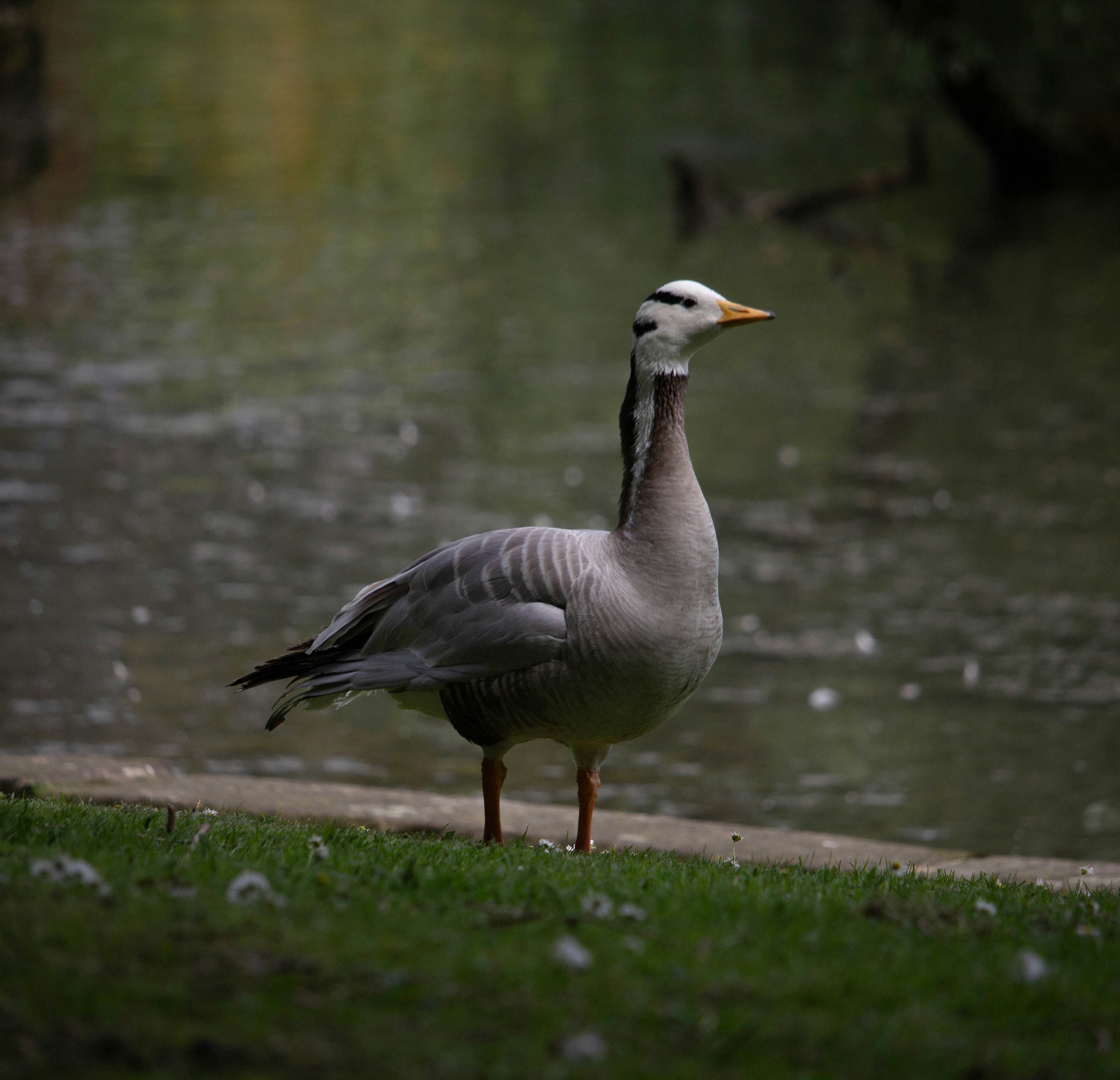 Grey Goose by the Pond: Quiet Confidence in Dappled Light