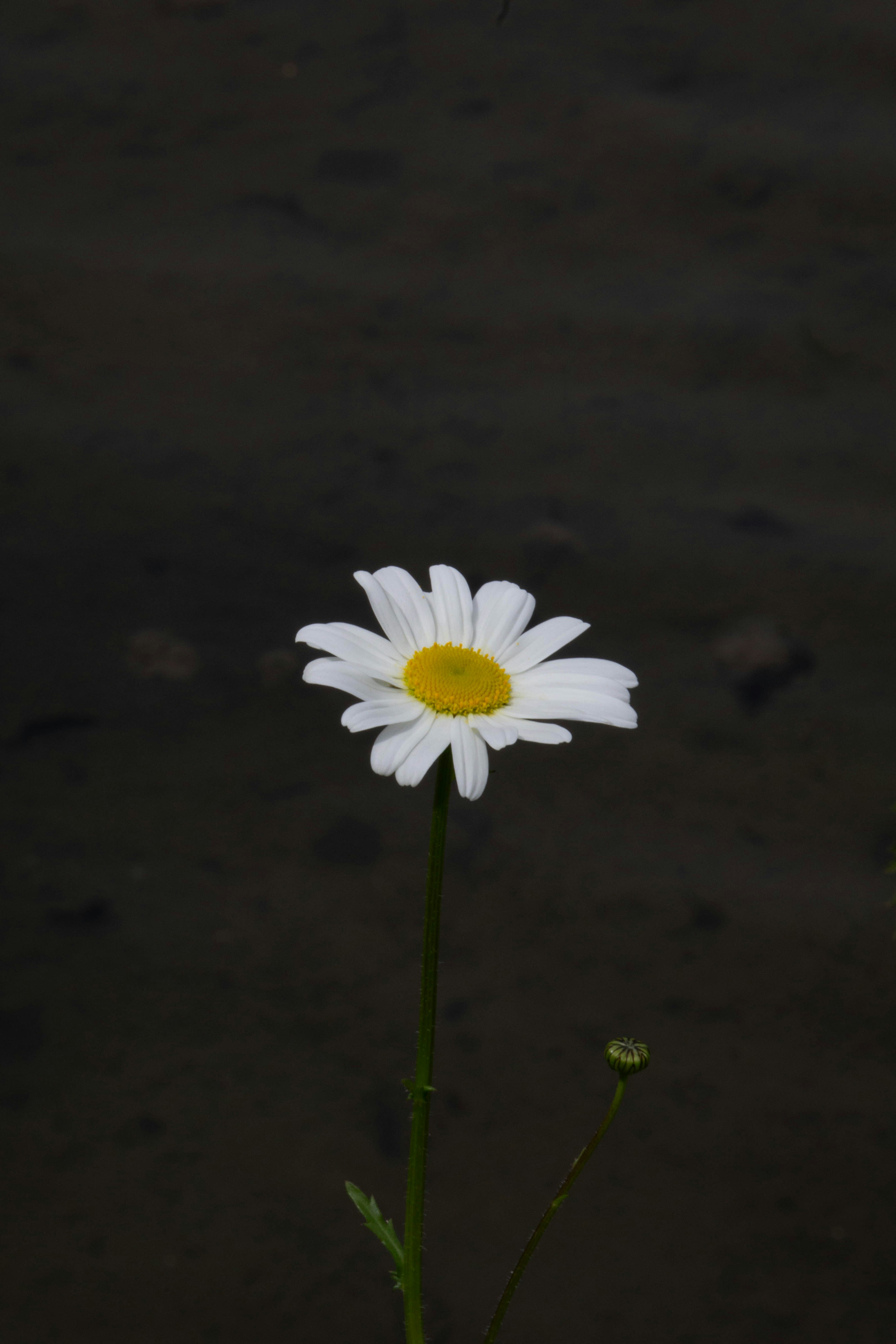 Single Daisy in Focus: A Quiet Portrait of Delicate White Petals