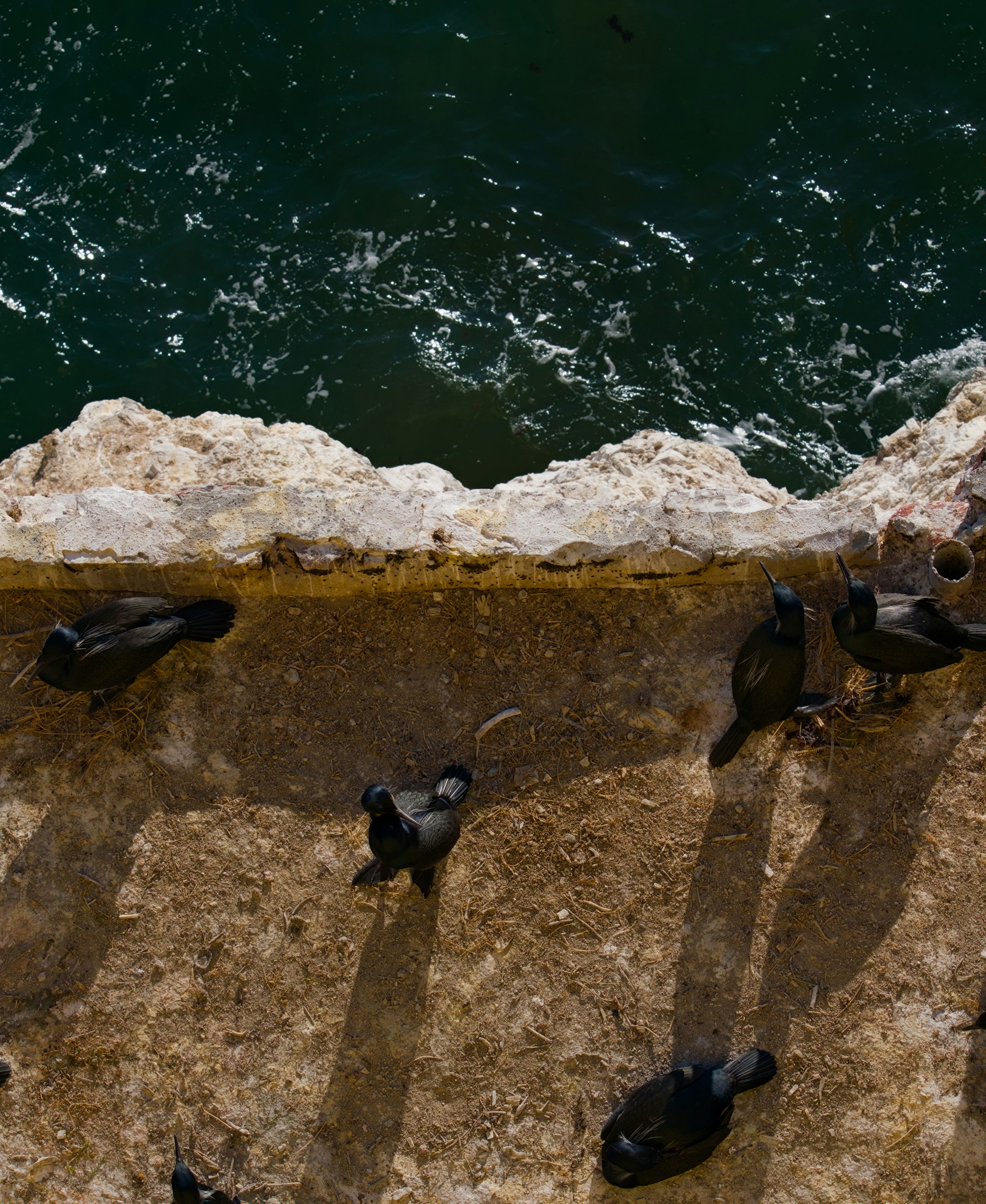 Seabirds Perched on a Weathered Cliff Overlooking Turquoise Water