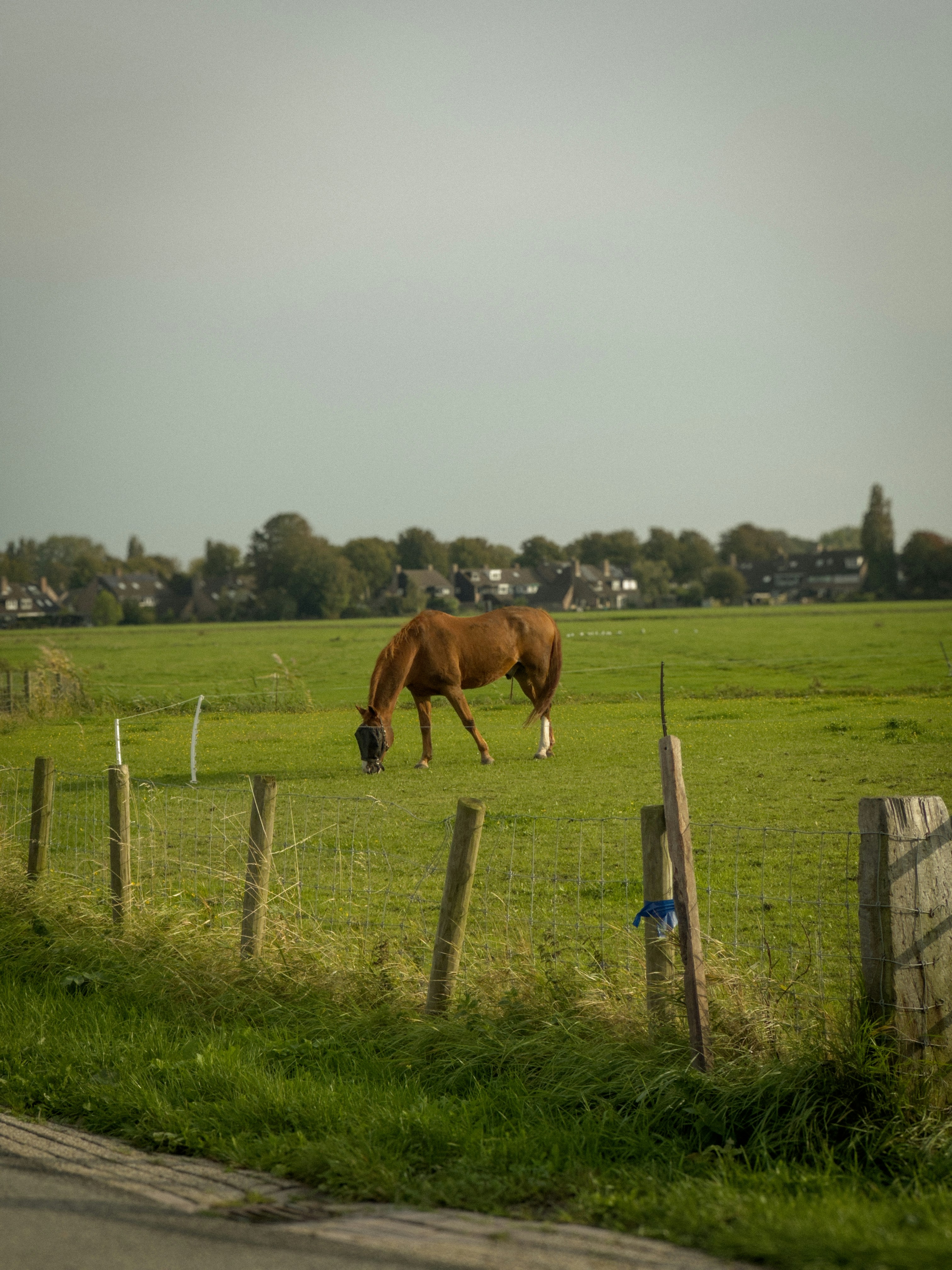 Pasture Observer: A Chestnut Horse Grazes Under Open Skies