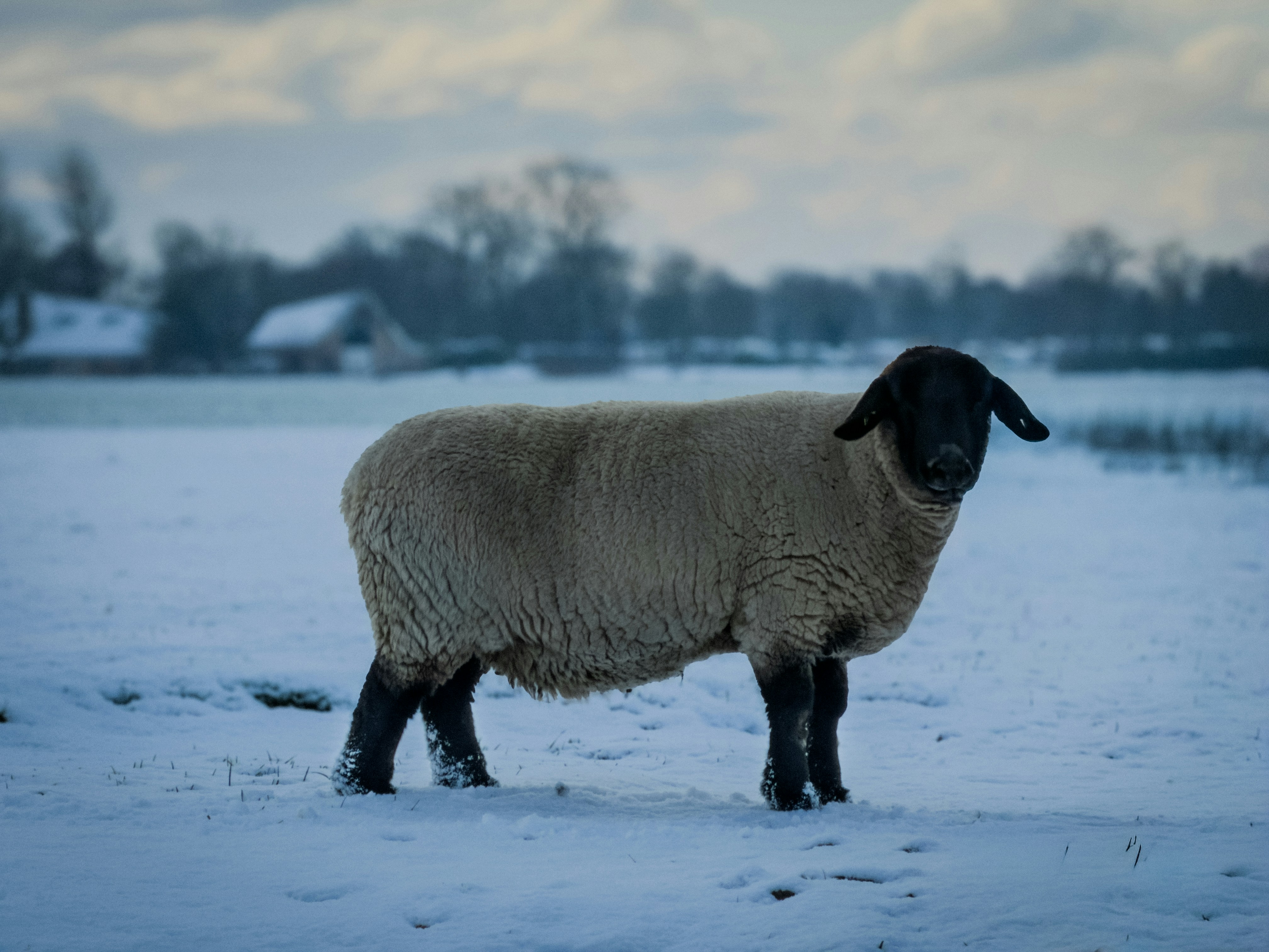 Winter Watch: A Woolly Battersea Standing in Snow