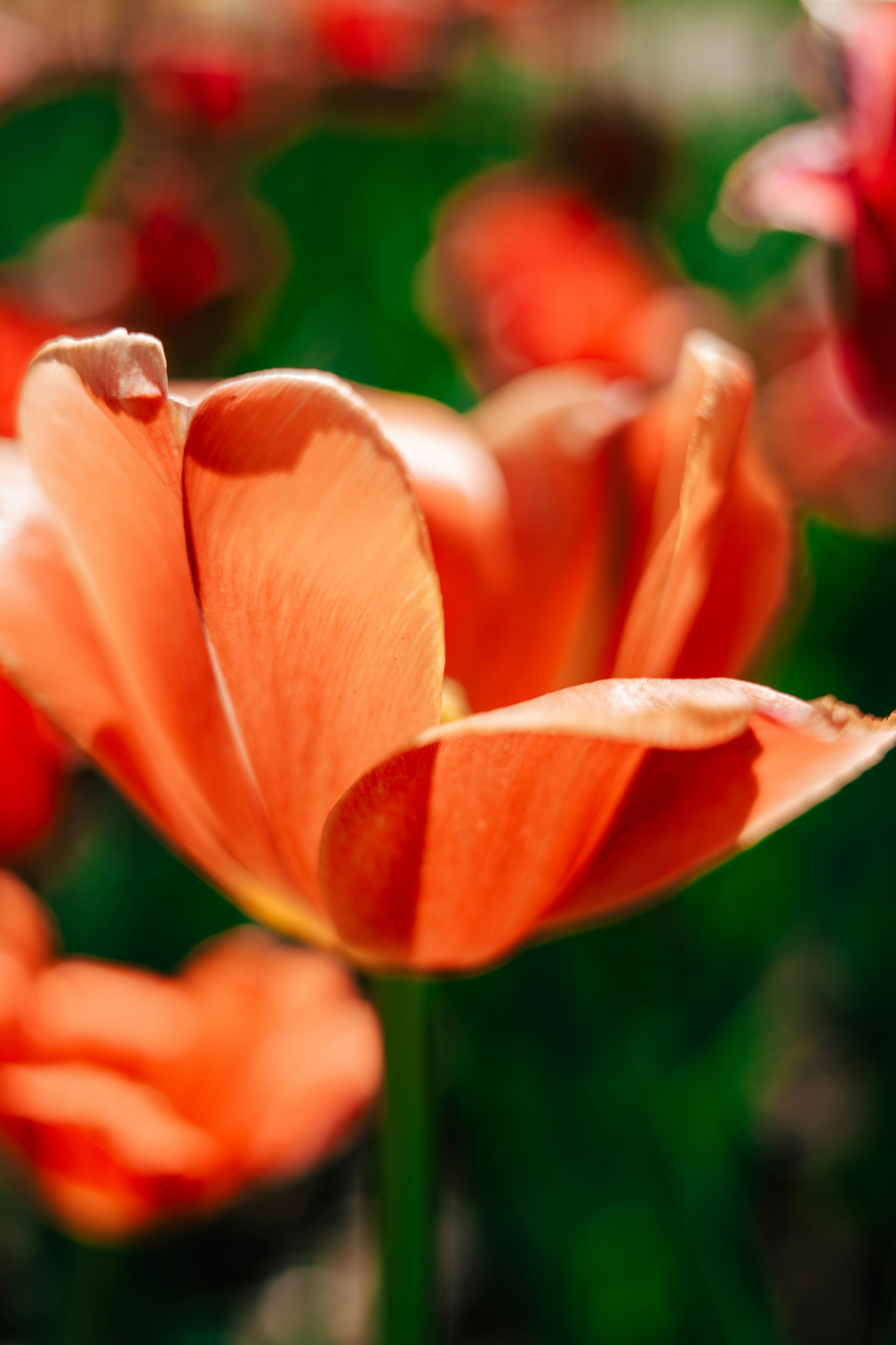 Peach Tulip in Soft Focus Burst