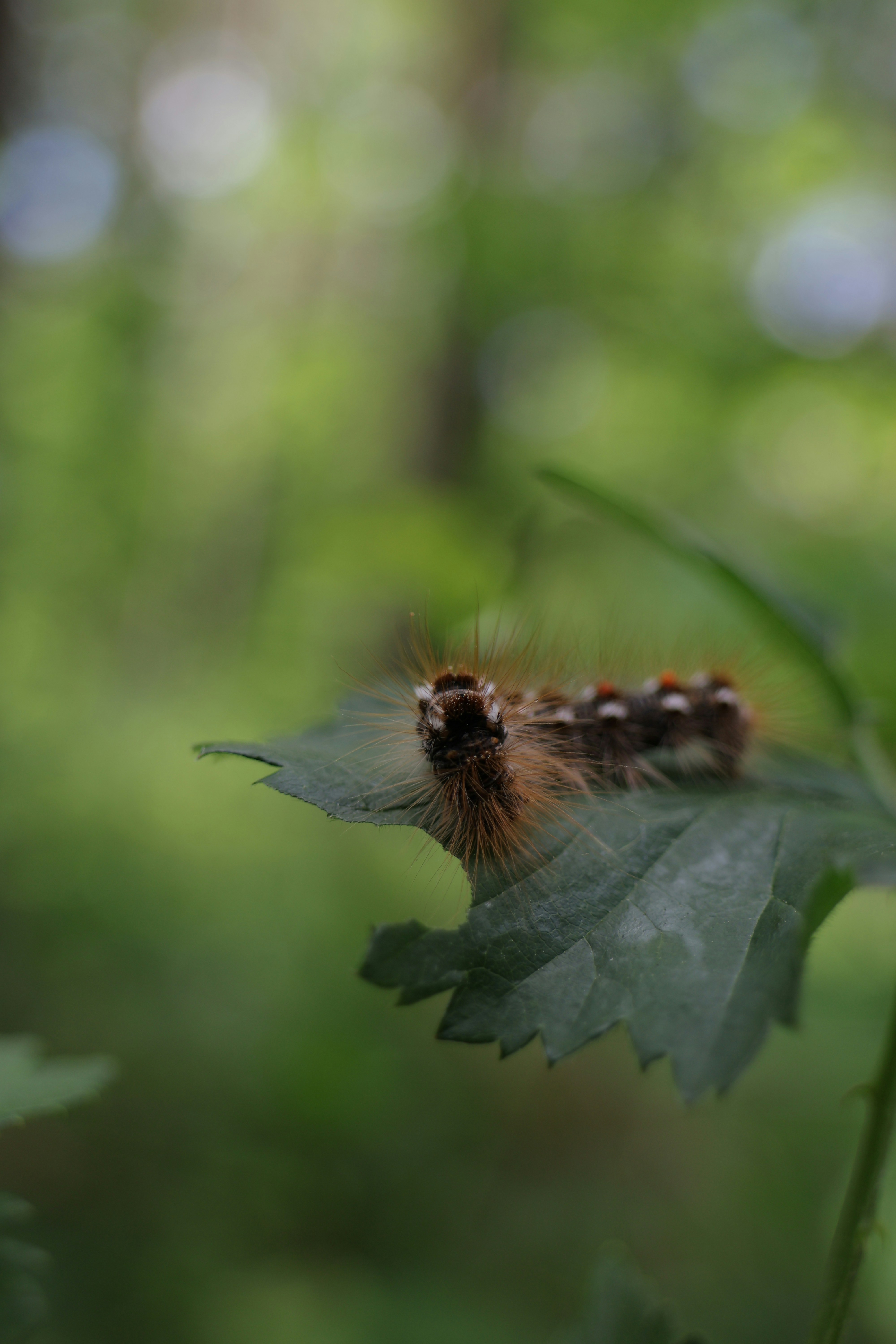 Fuzzy brown caterpillar on a green leaf.