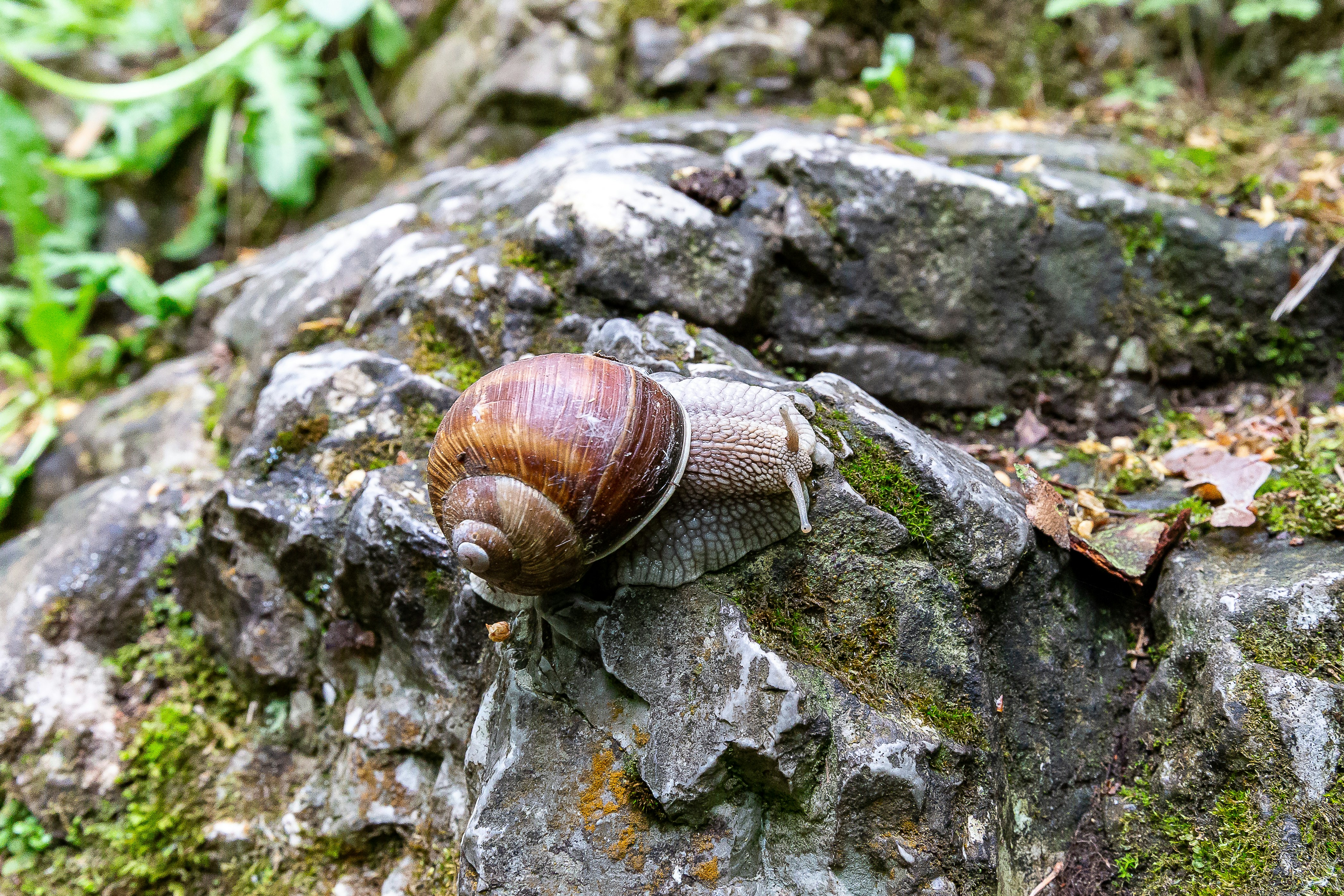 Coiled Traveler on a Mossy Rock