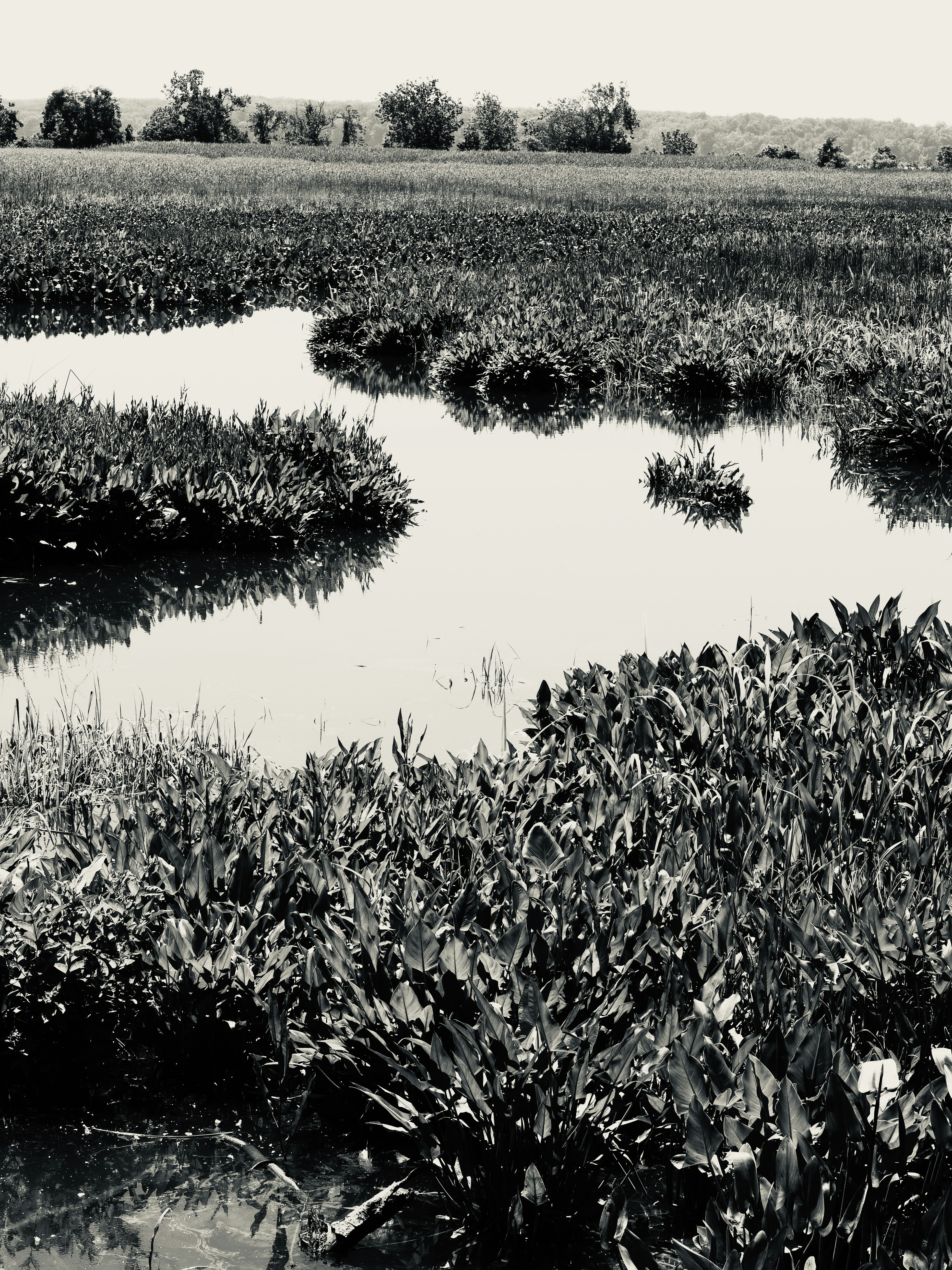 Tidal Grasses at Dusk: A Quiet Marsh in Monochrome