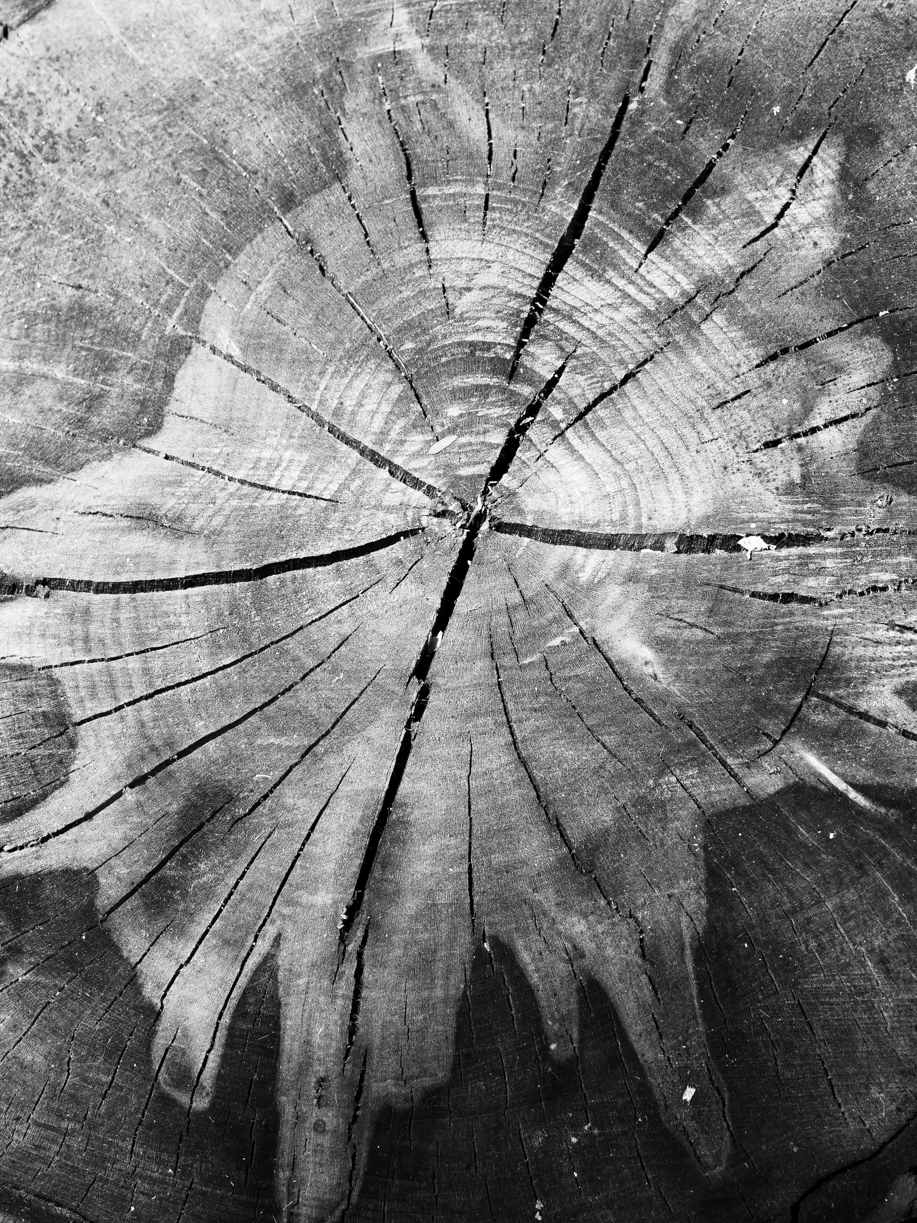 Cross-Section of Time: A Tree Ring Portrait in Monochrome
