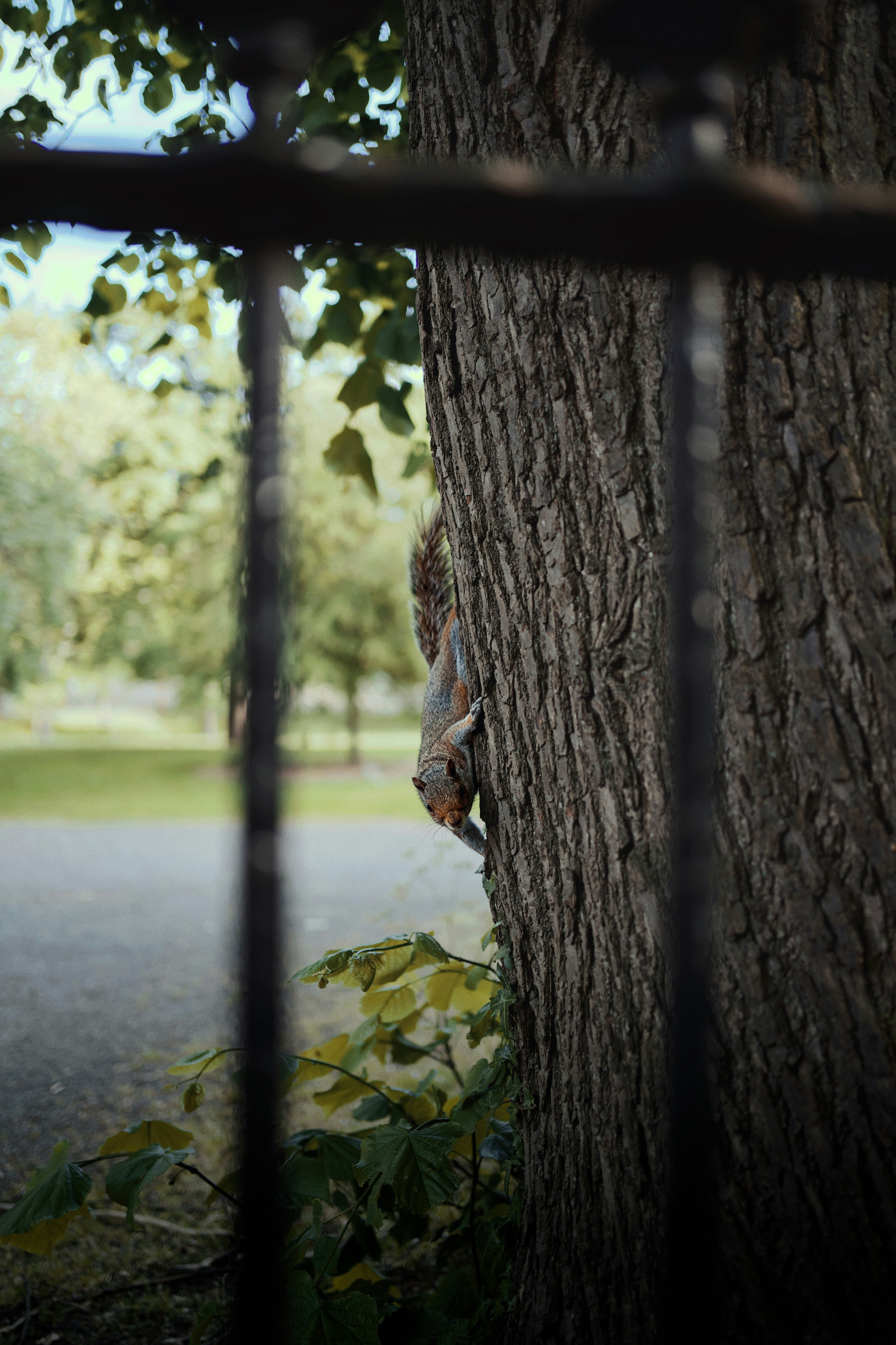 Hidden Squirrel Wears Leaf-Covered Armor Behind Iron Bars