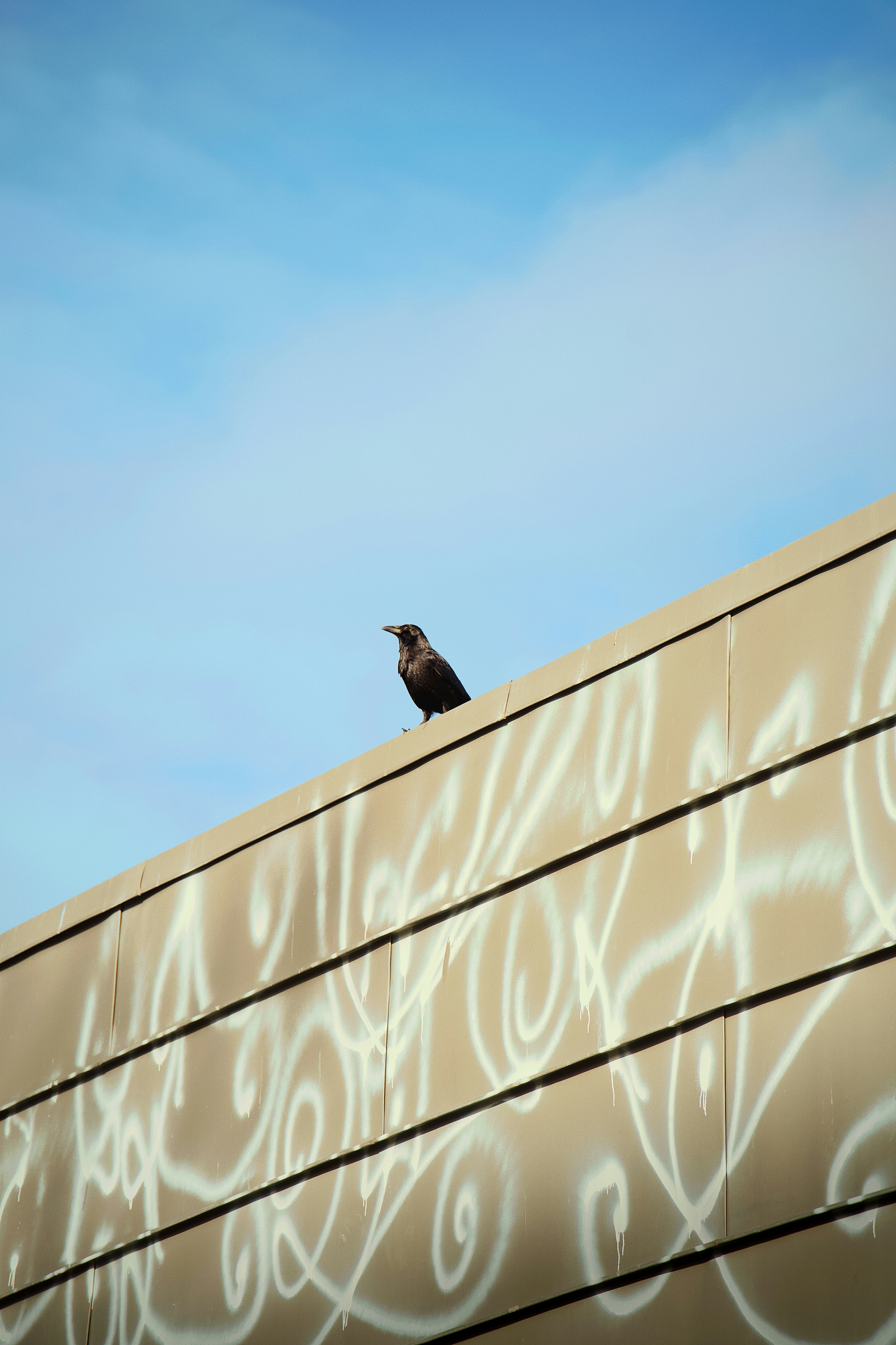 Rooftop Watcher: A lone crow on a sunlit muralled ledge