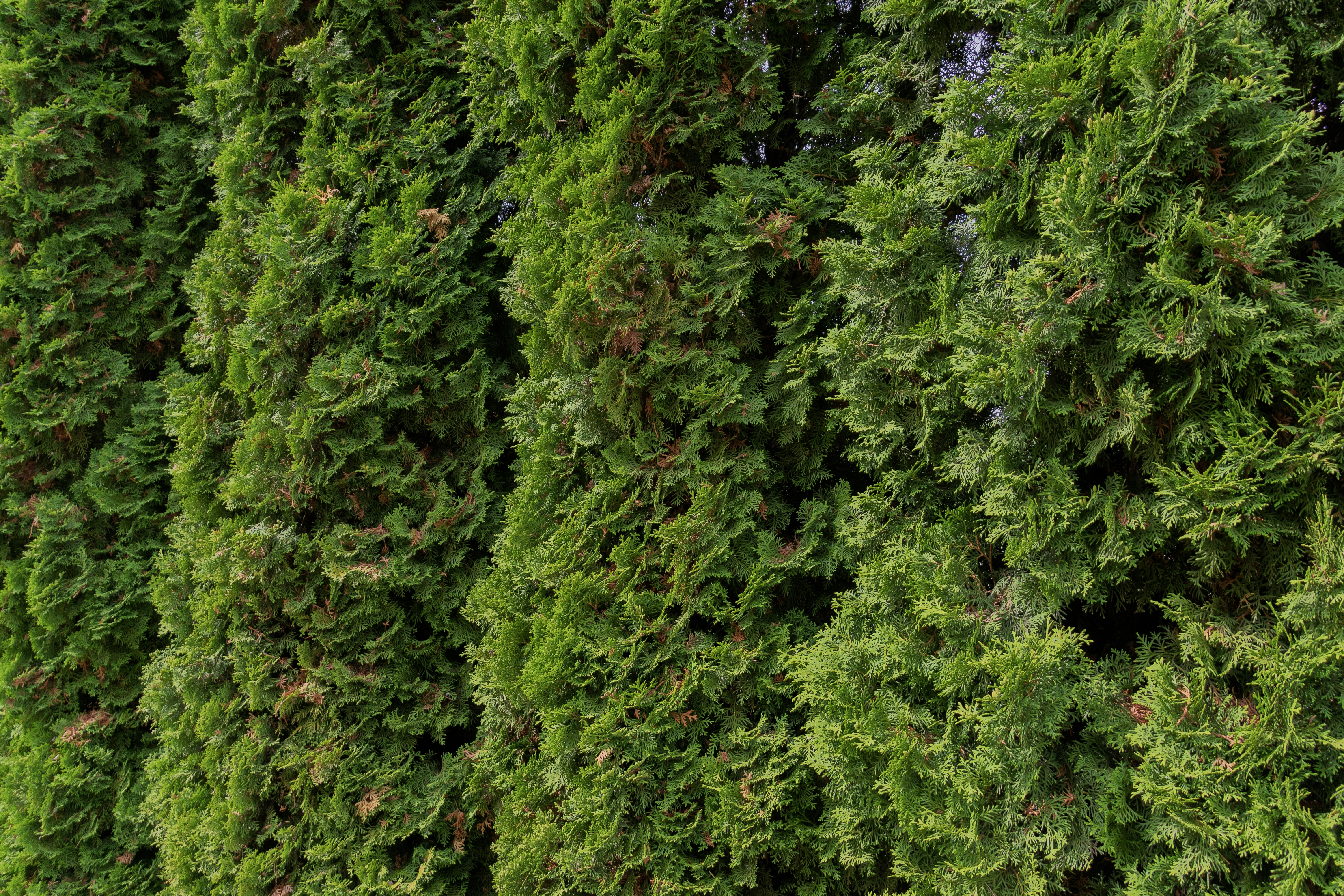 Vibrant green moss texture covering a natural surface.