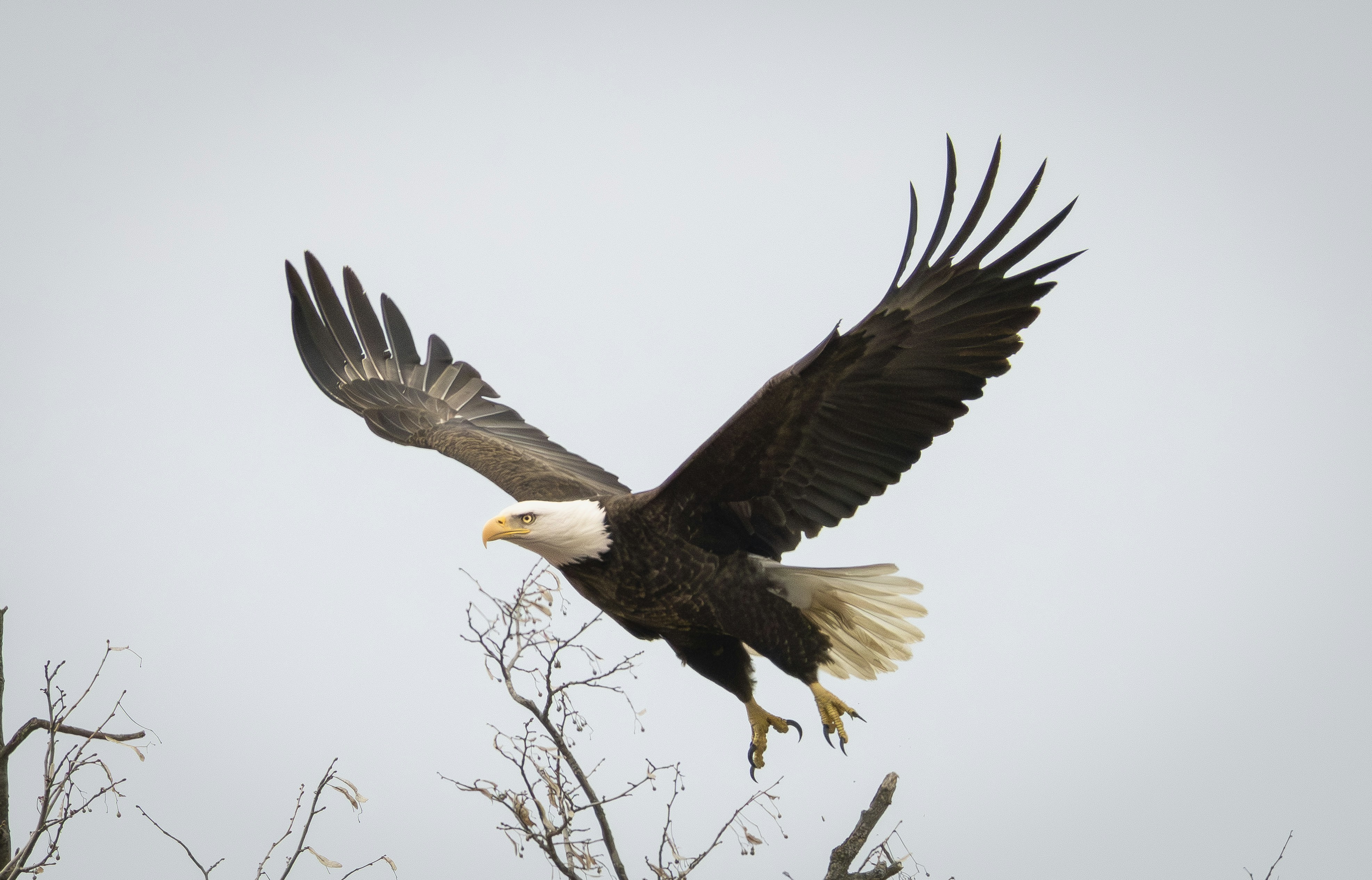 Eagle, eagle flying, magestic, wings,