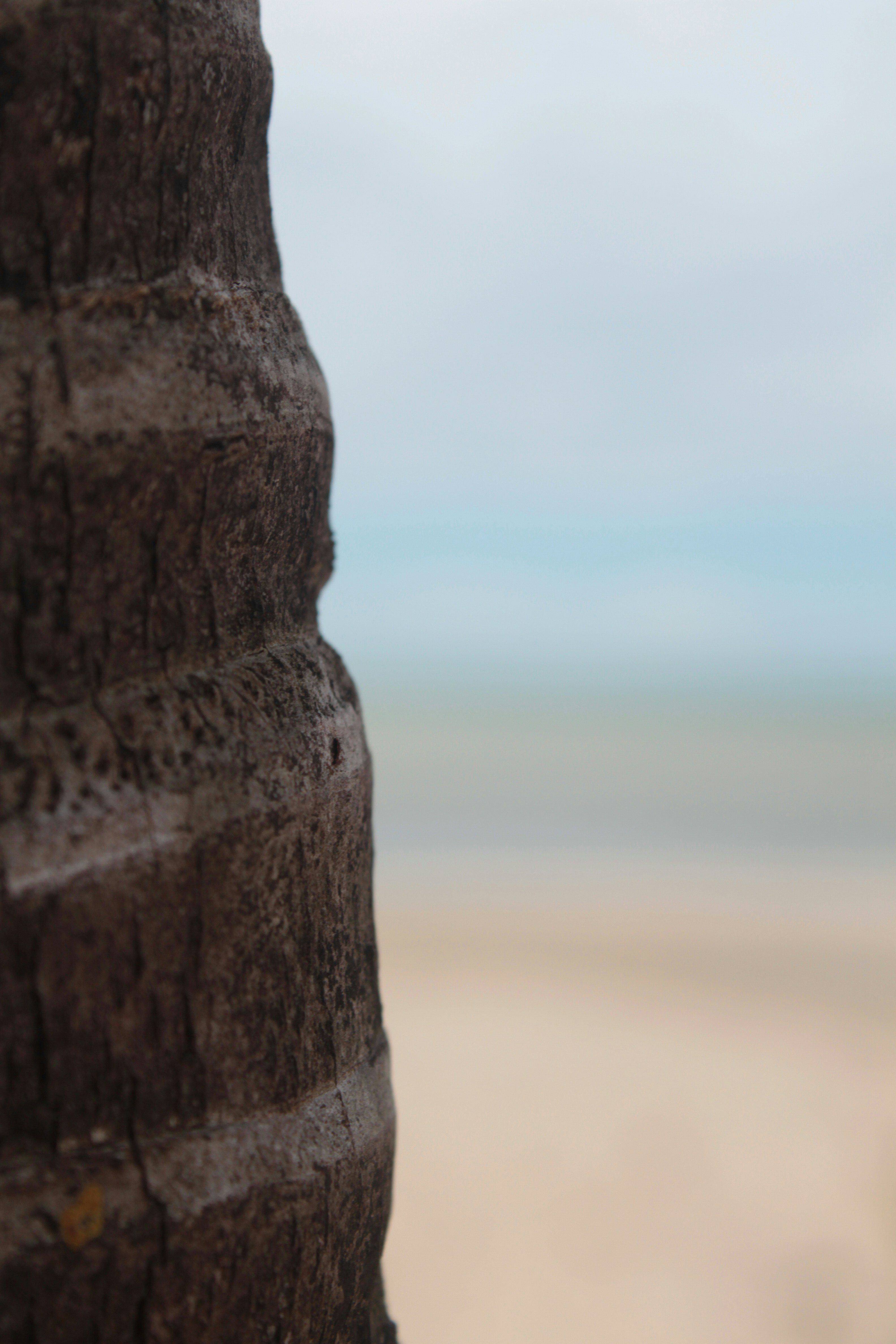 Rough Bark by the Shoreline