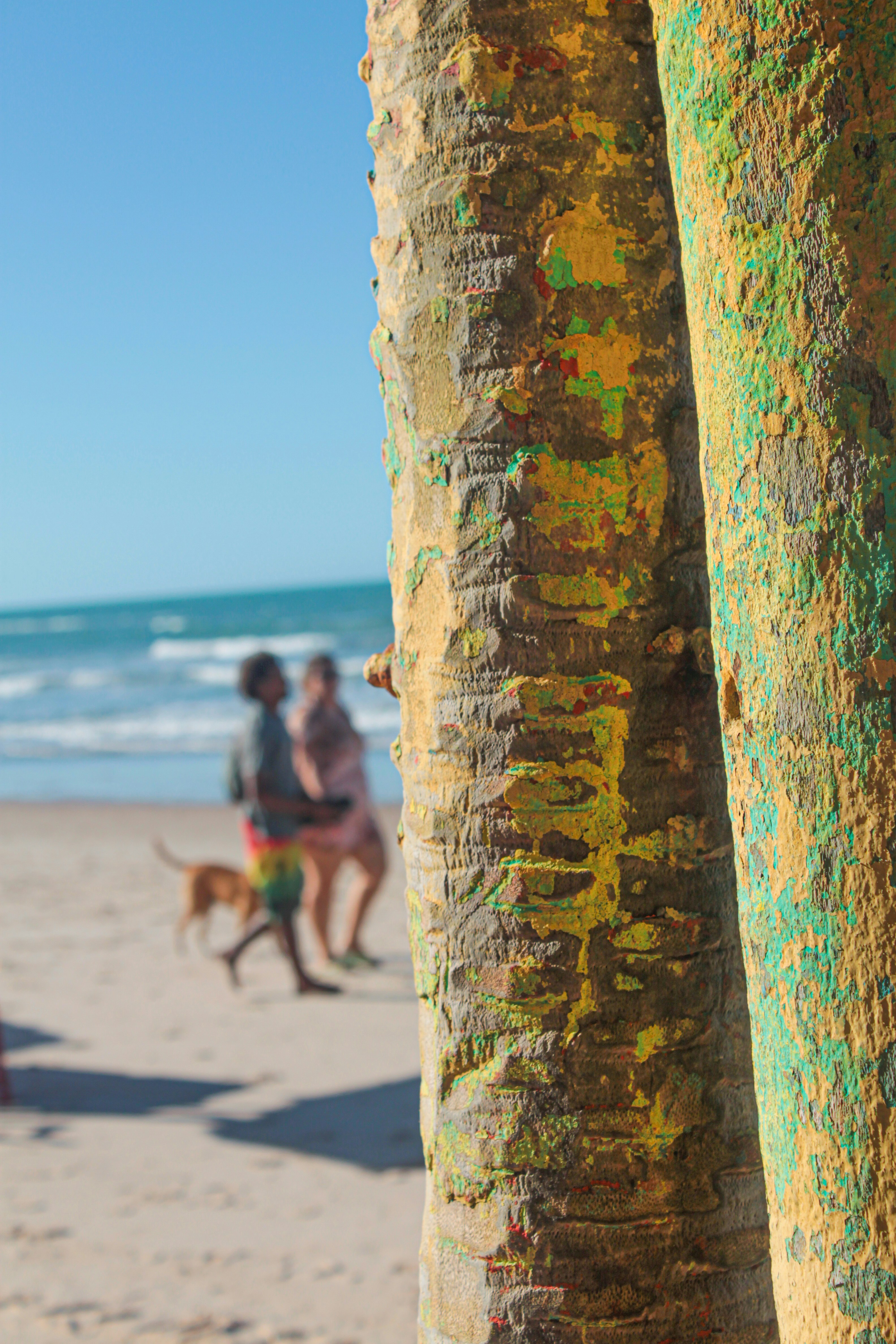 Sunlit Trunk Portrait: Painted Bark in Focus, Beach in the Blur