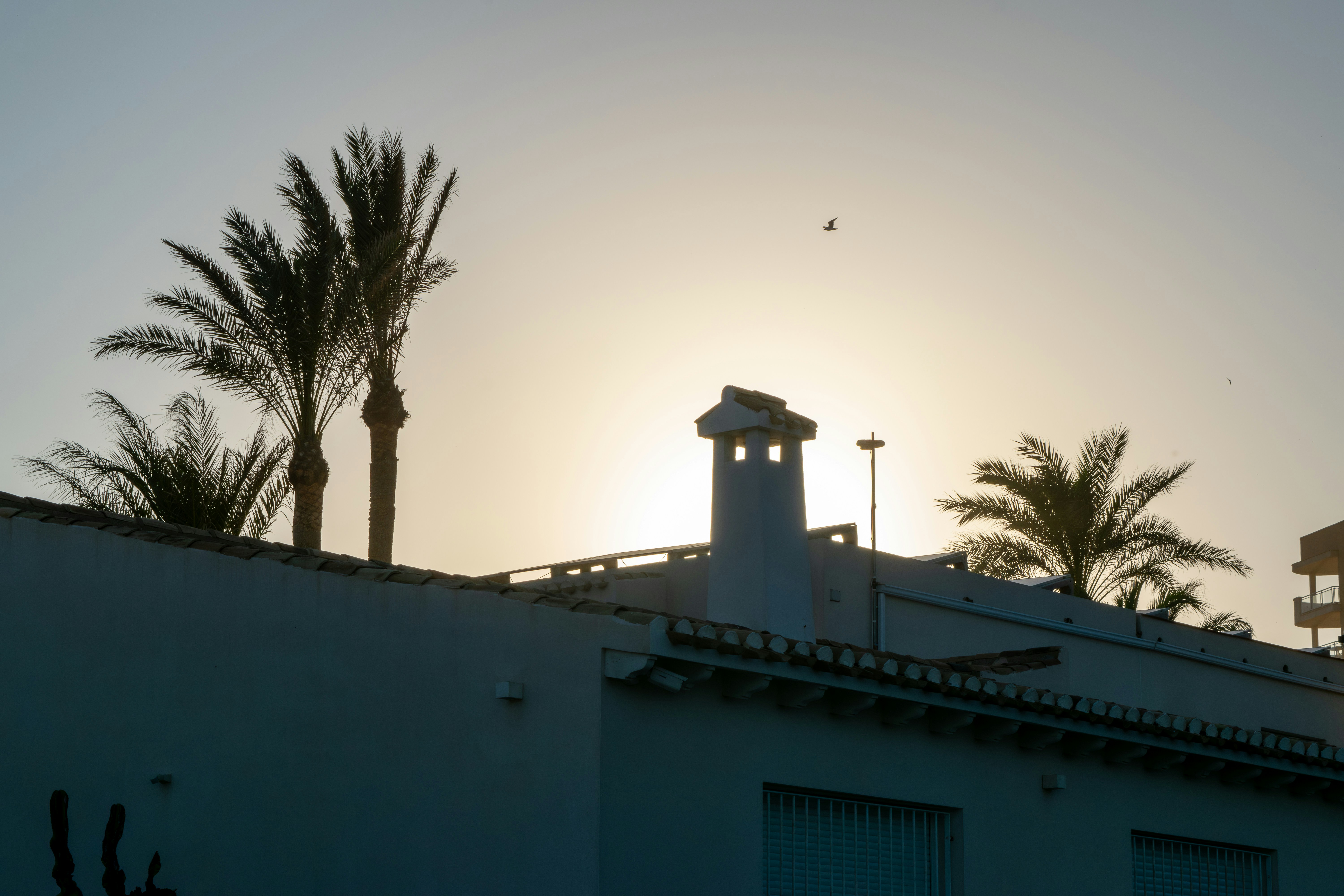Sunlit Rooftop Chimney and Palm silhouettes at Dusk