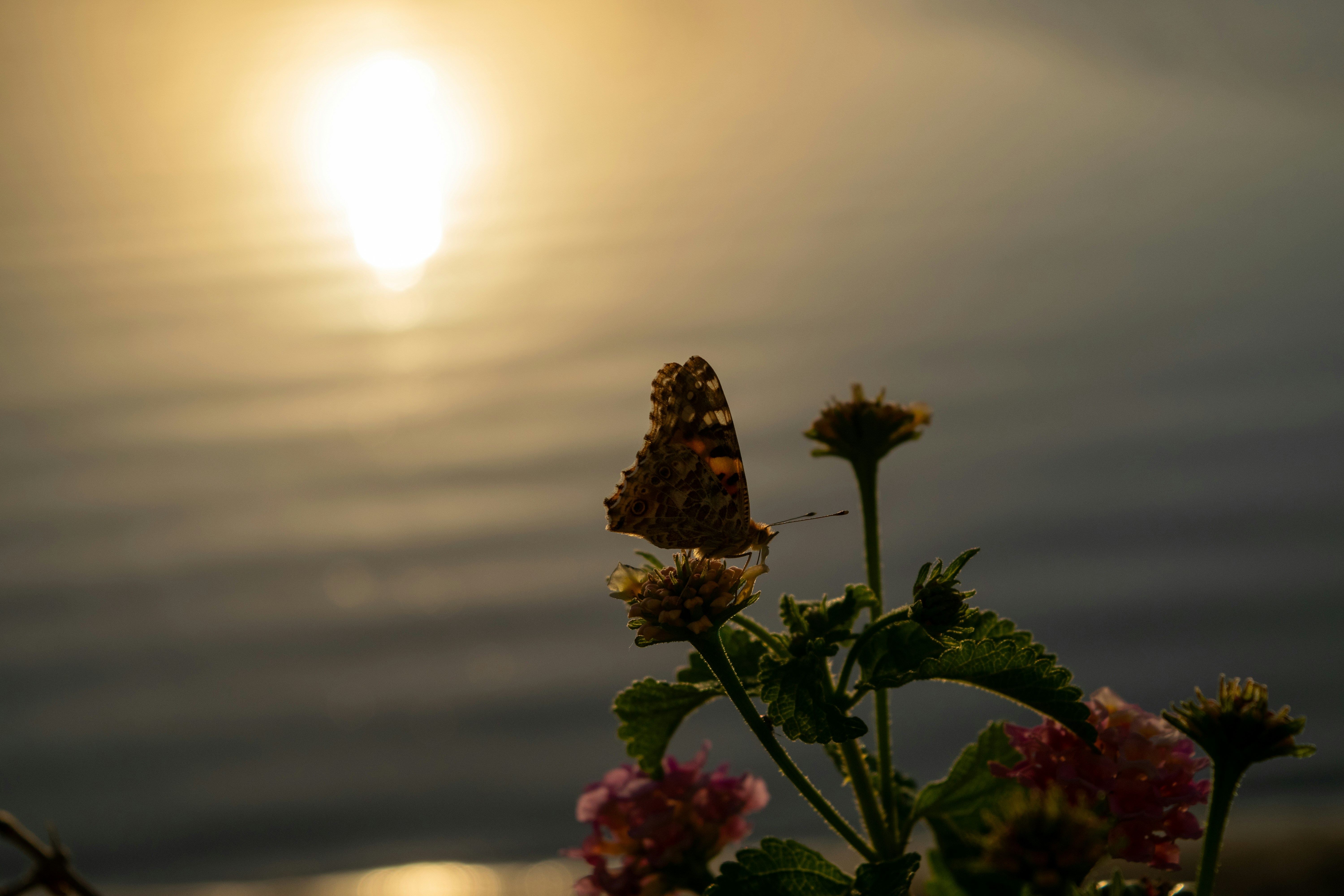 Dusky Butterfly on Sunlit Seawave Bloom