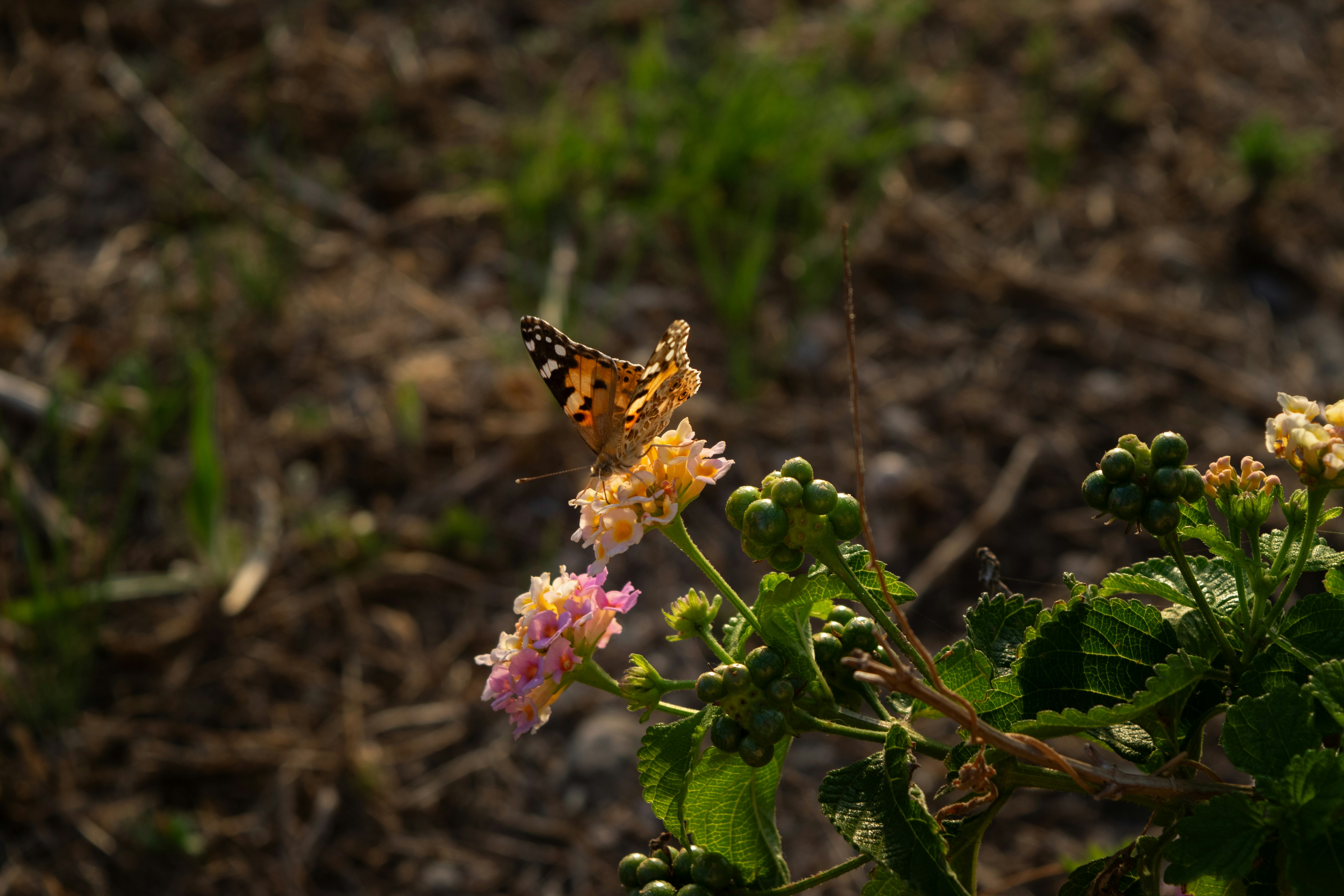 Whole-sky Moment: a butterfly resting on a flower amidst earthy foreground