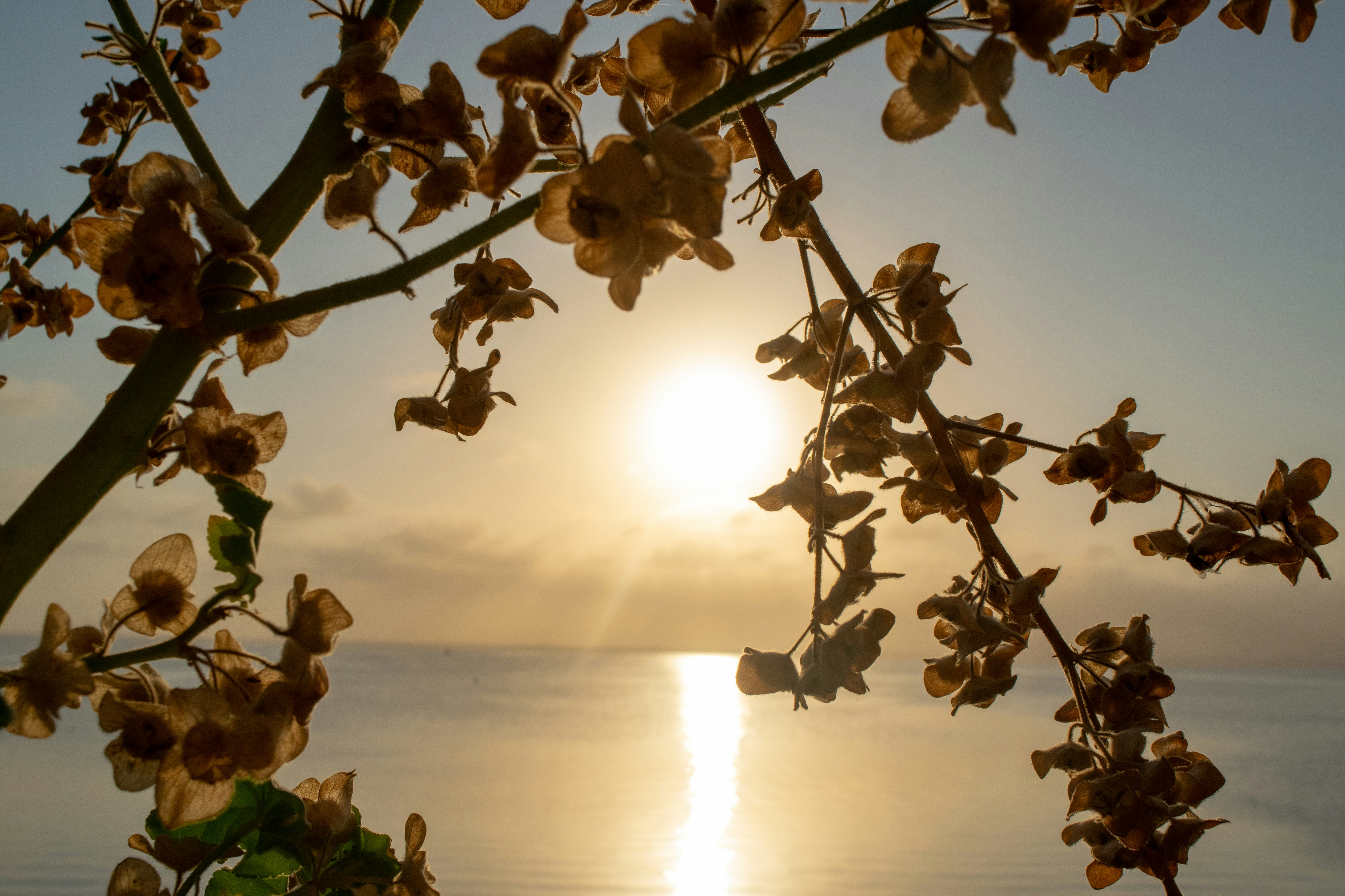 Sunlit Bloomframe over a Serene Sea