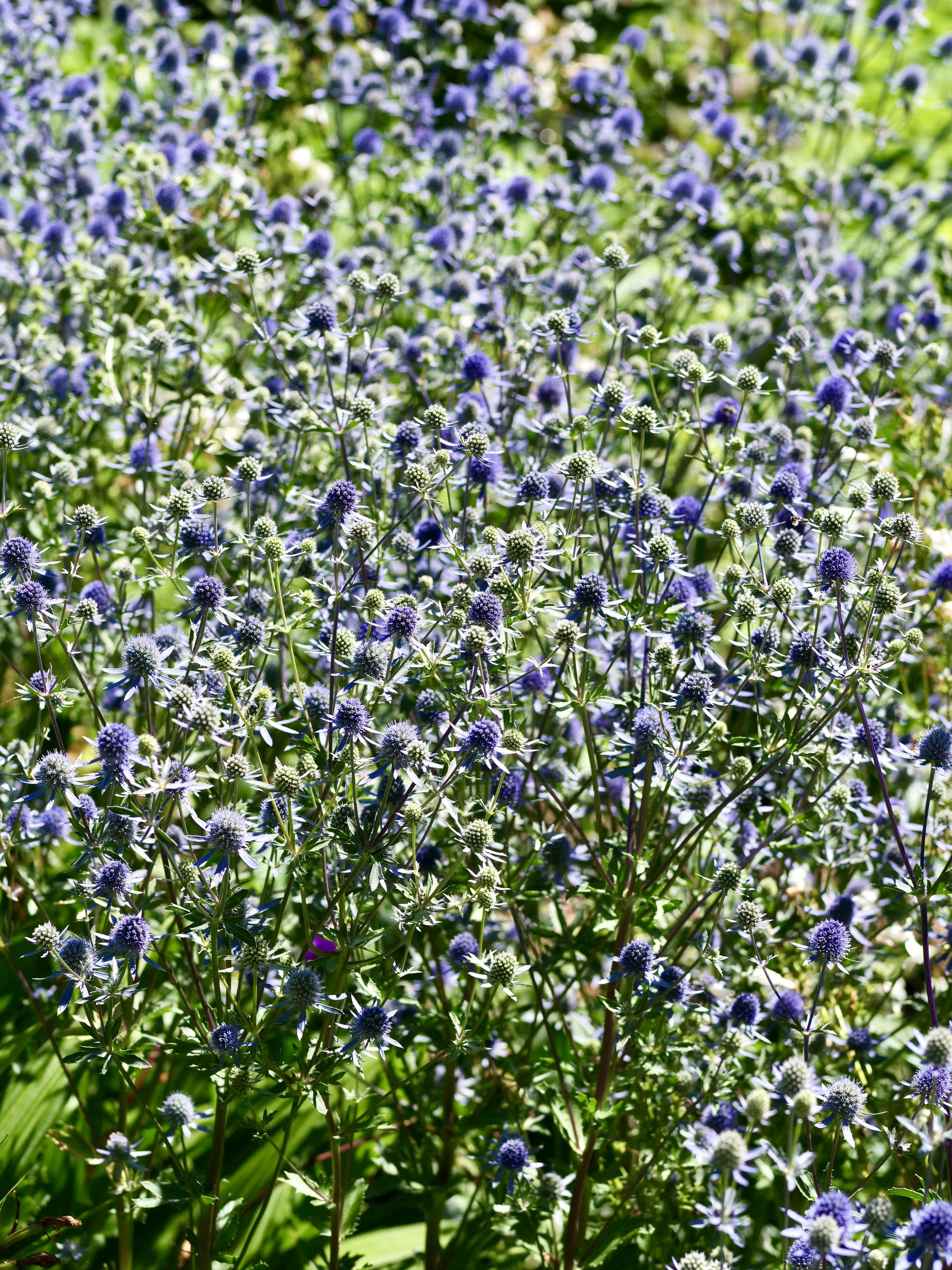 Purple Meadow in Sunlit Clusters