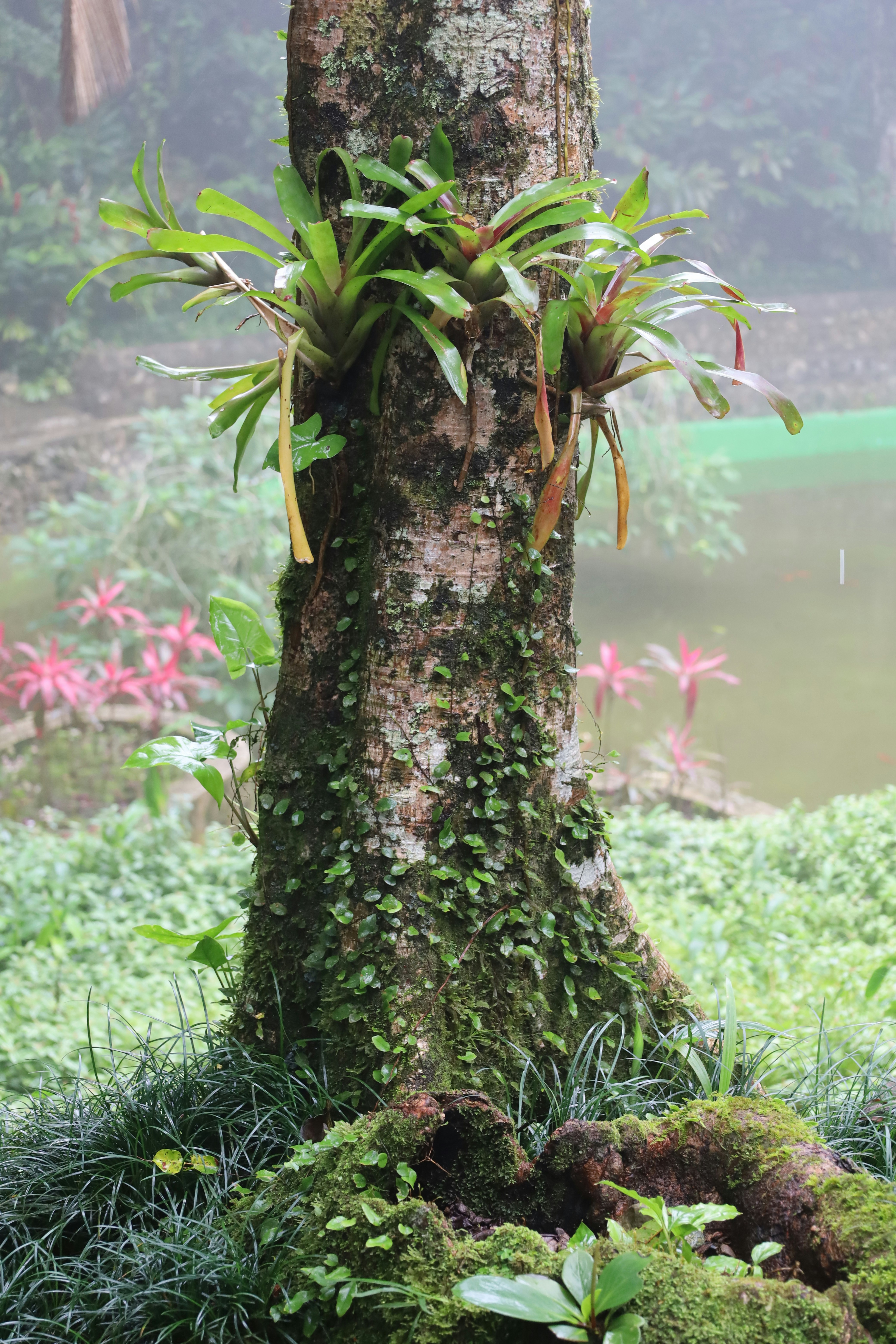 Airplants on a Mossy Trunk: Quiet green life by the pond