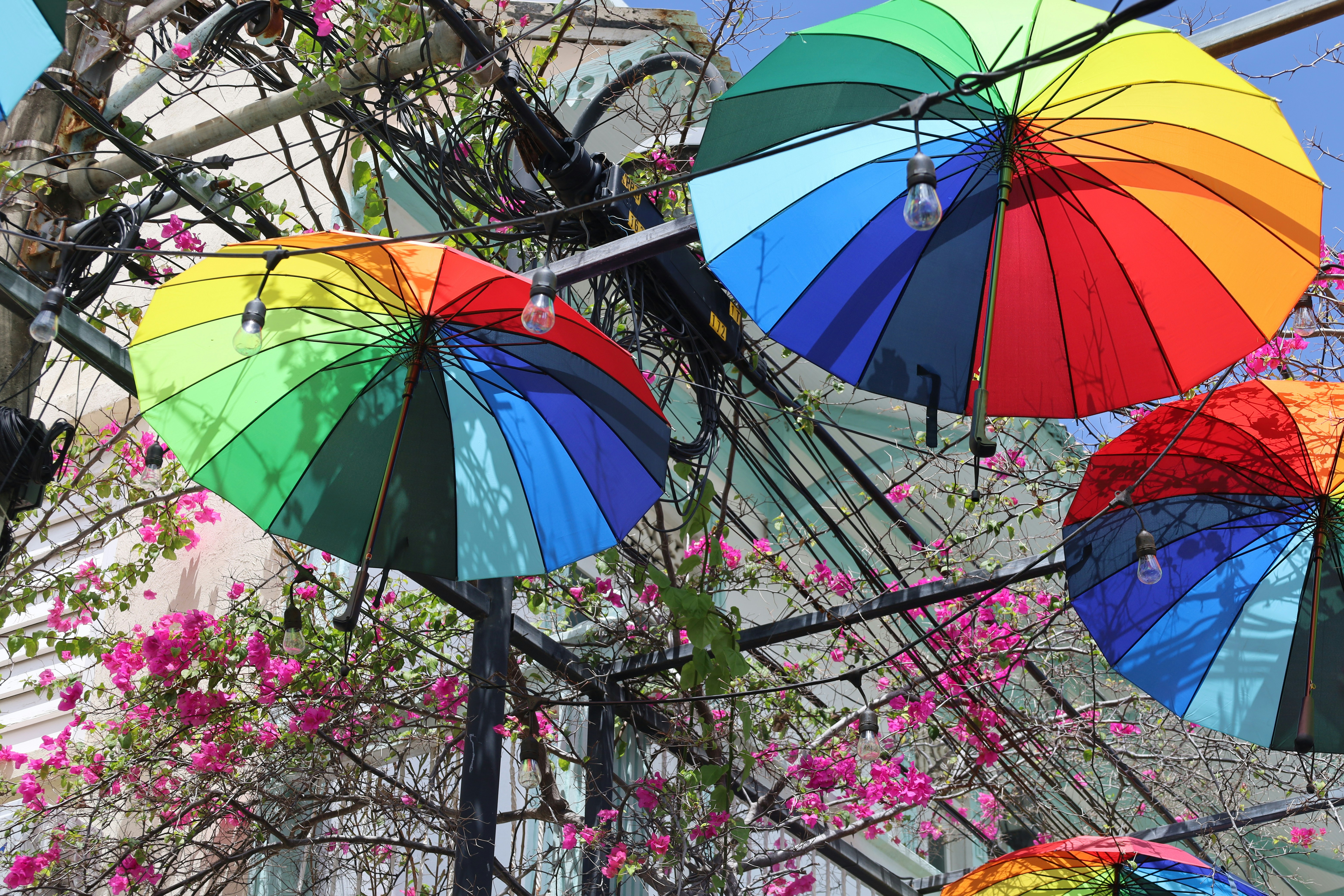 Colorful rainbow umbrellas hanging above vibrant pink flowers.