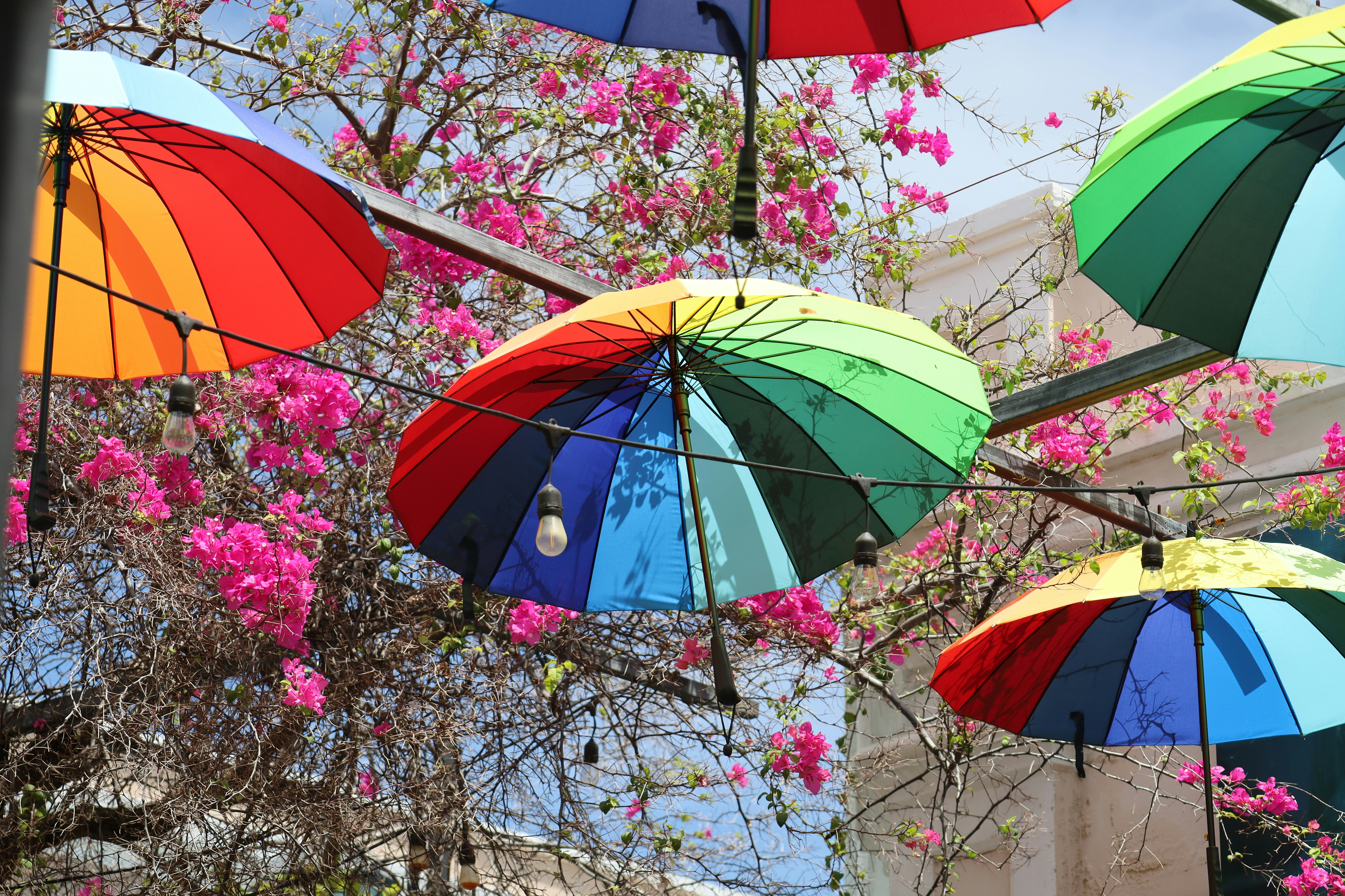 Rainbow Parasol Mosaic Over Blooming Bougainvillea