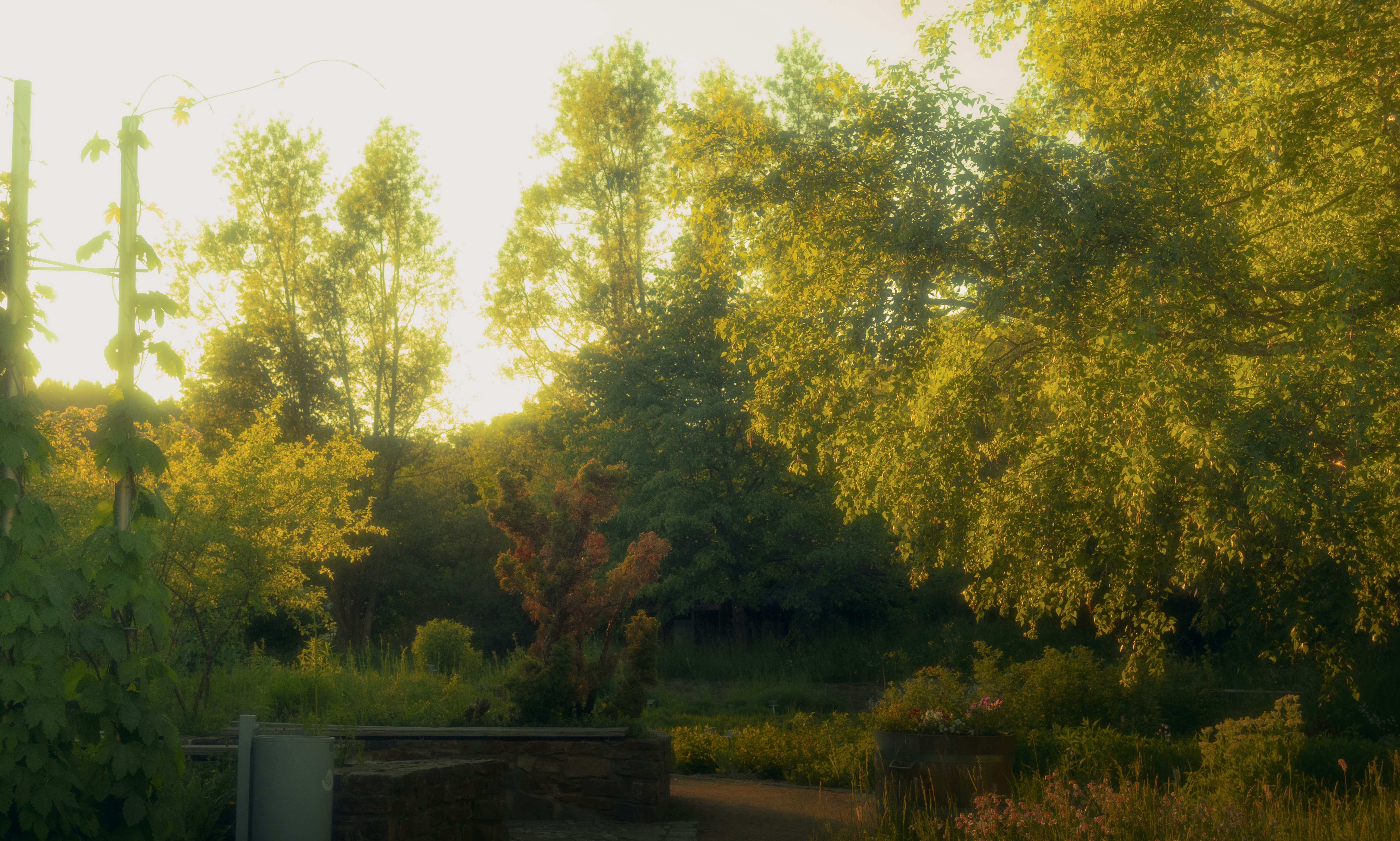 Golden Hour Canopy: Trees Drenched in Sunset Light