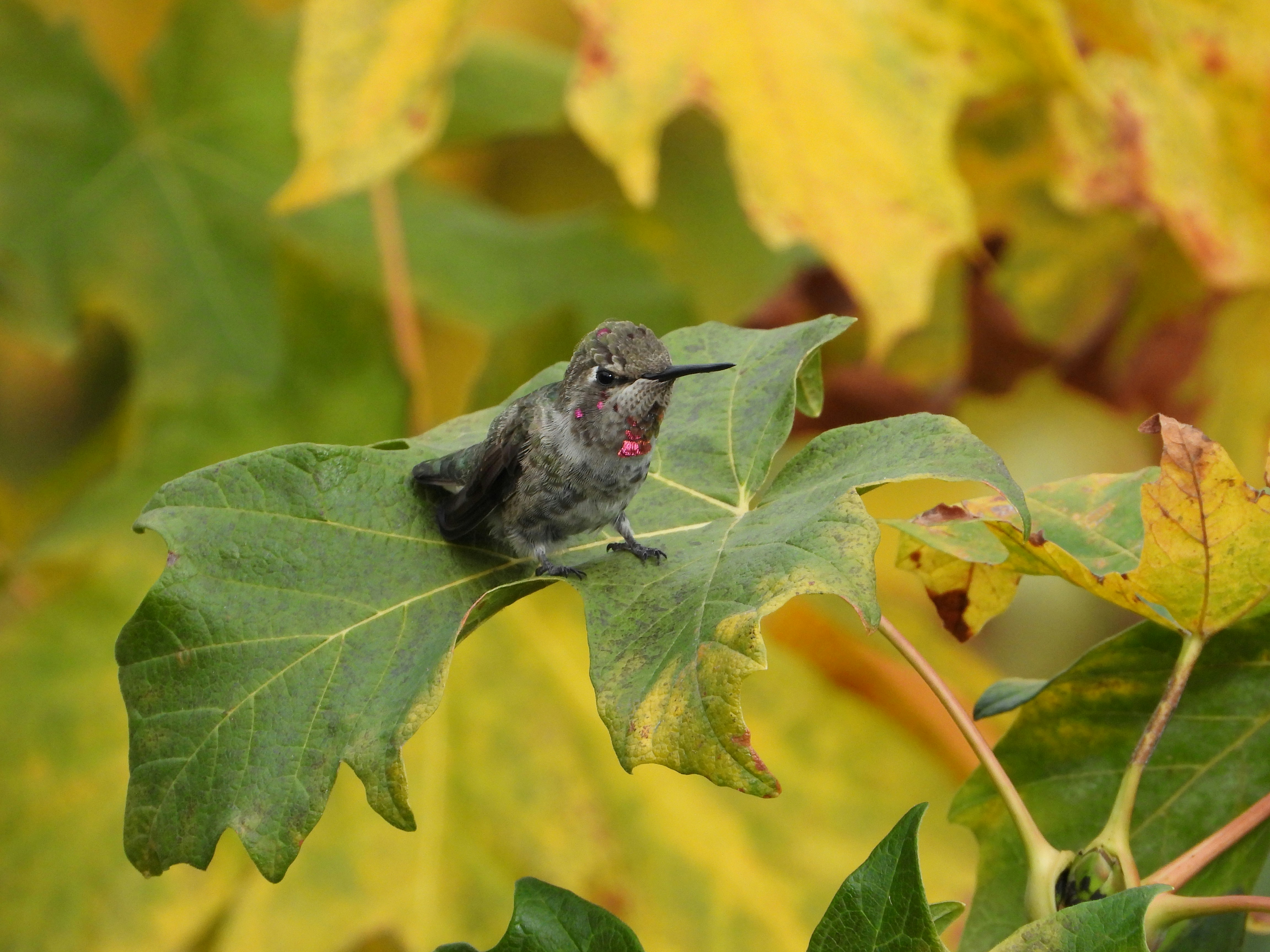 A tiny hummingbird rests on a broad maple leaf, with autumn foliage in warm yellows and greens surrounding it. The image captures a delicate moment of perched motion among seasonal leaves.