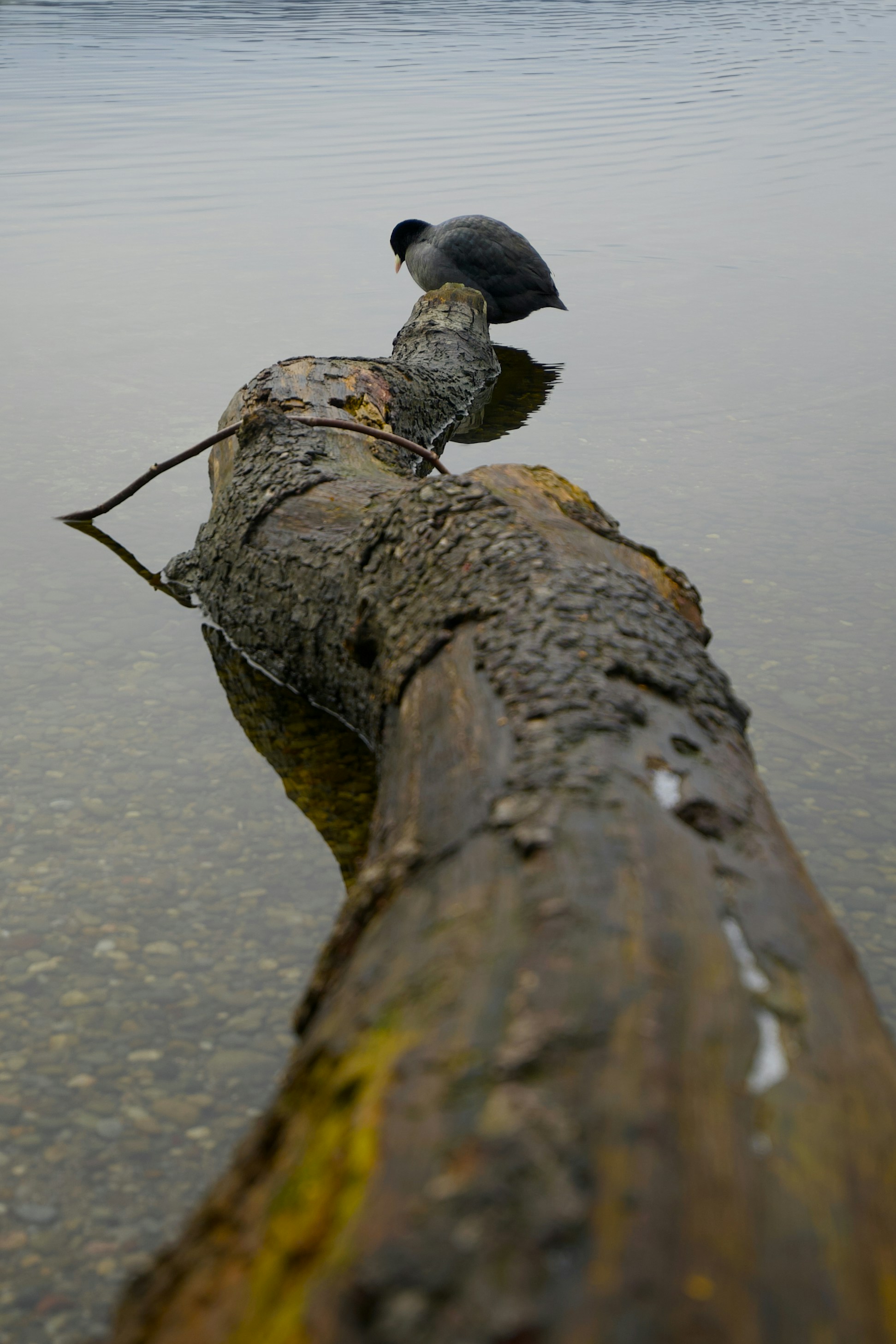 A Lone Cormorant Resting on Weathered Driftwood