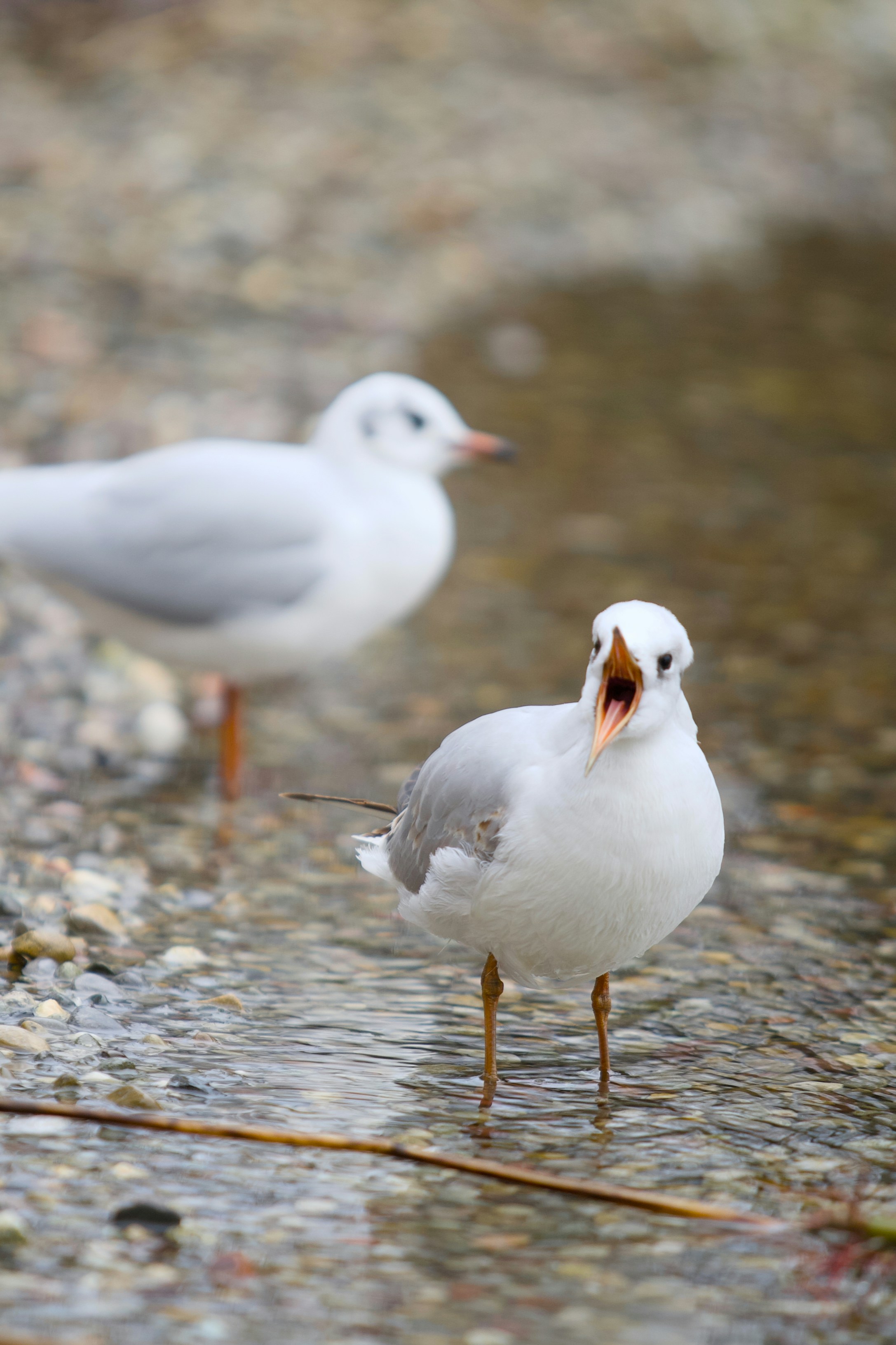 Two Seagulls at the Shoreline: One Gull Serenades the Water