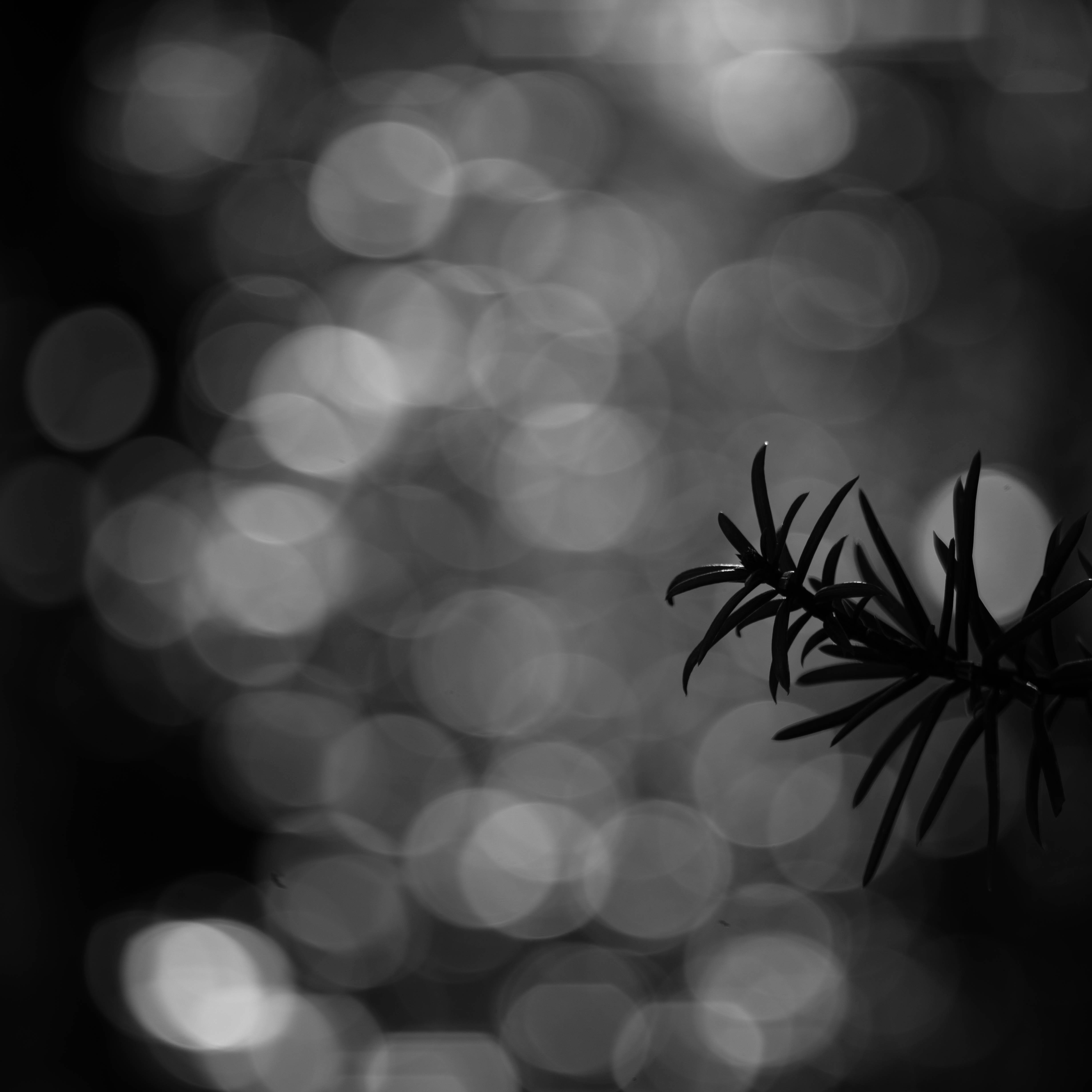 Whispering Sprig in Bokeh Echoes