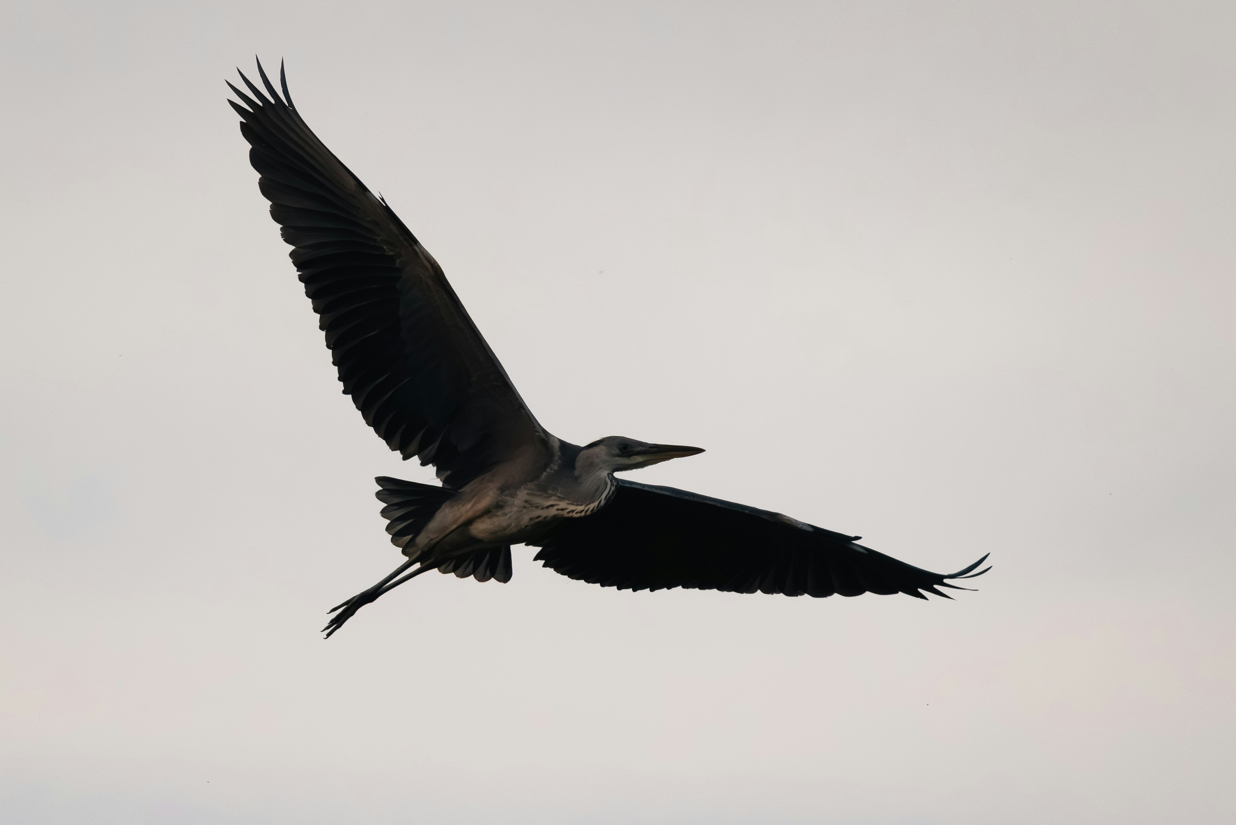 Wingbeat Horizon: Heron in a Quiet Autumn Glide