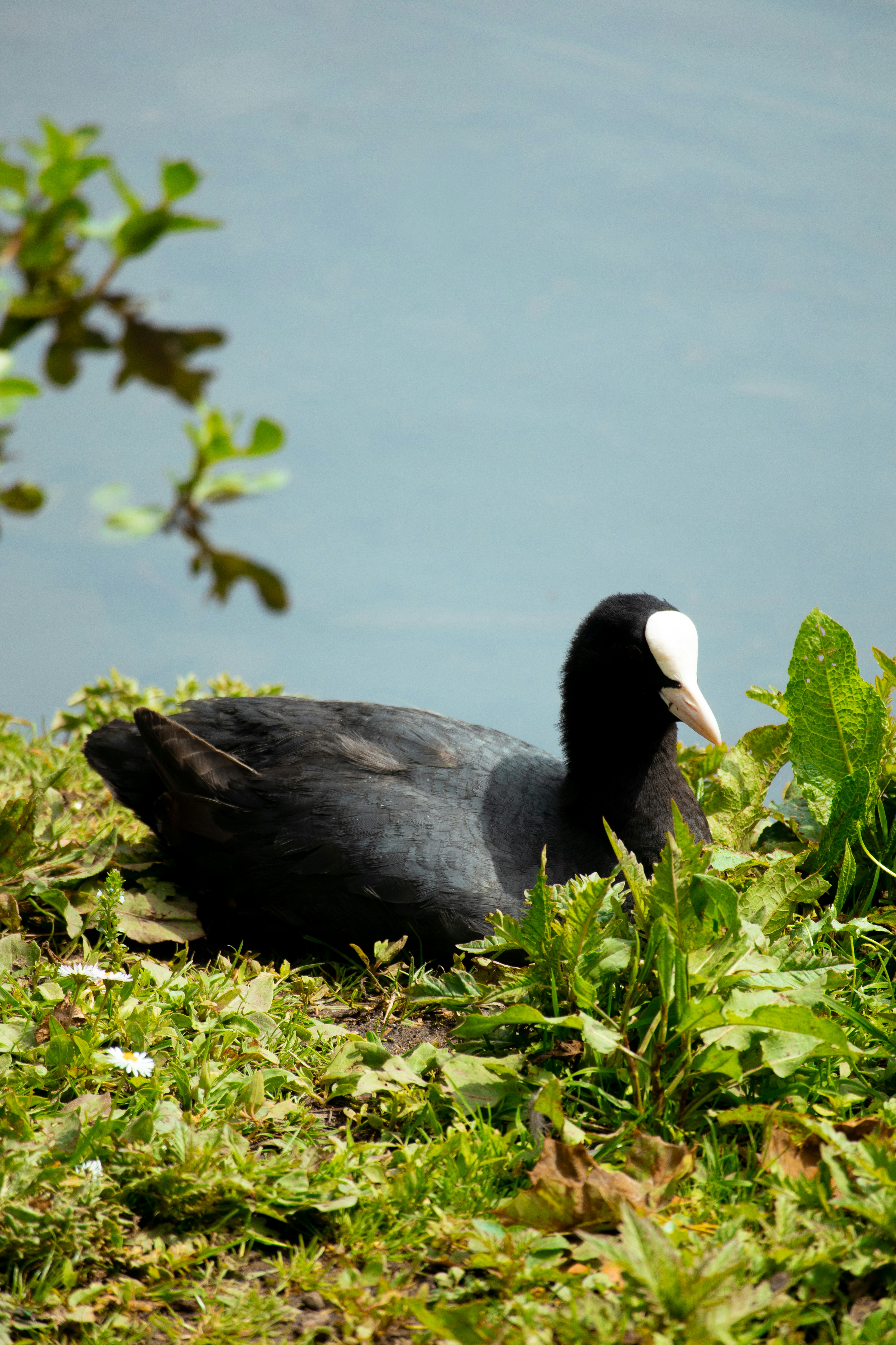 Black Dipper by the Shore: A Vigilant Moorhen Silhouette Against Blue Currents