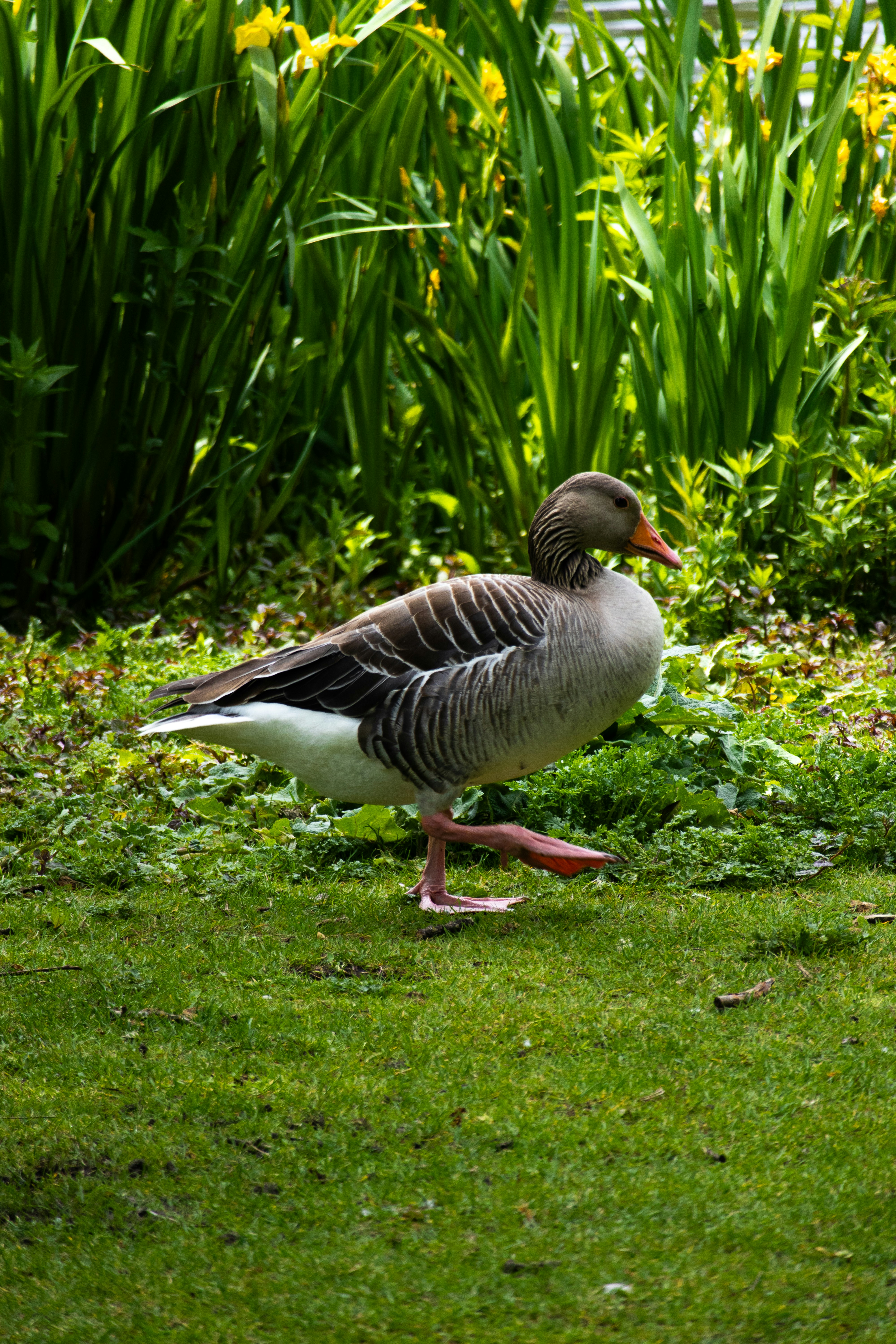 A gray goose walks across a lush lawn with tall green reeds in the background, sunlight highlighting its feathers.