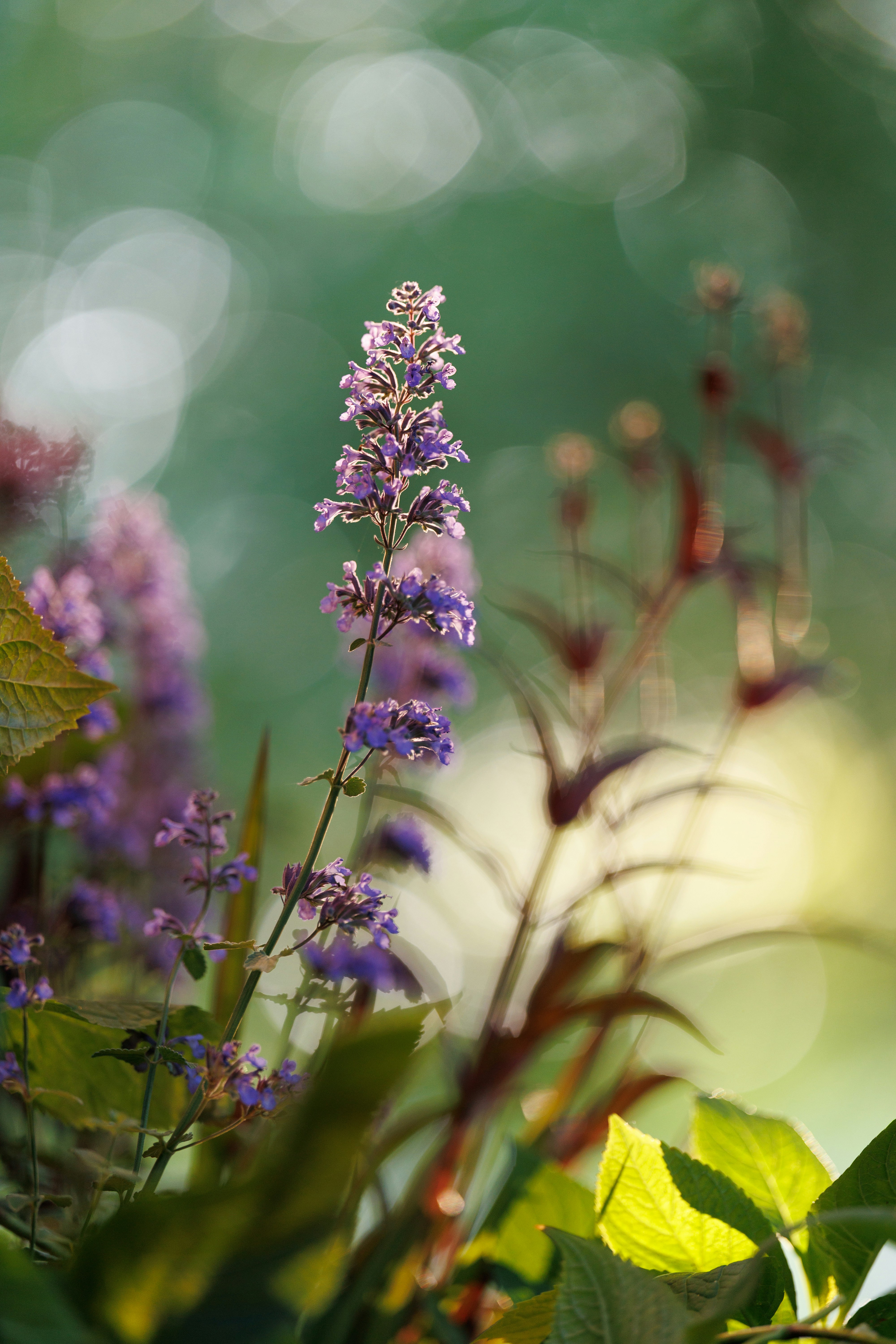 Purple Spike: a Close-Up of a Lavender Blossom Against a Soft, Bokeh Background