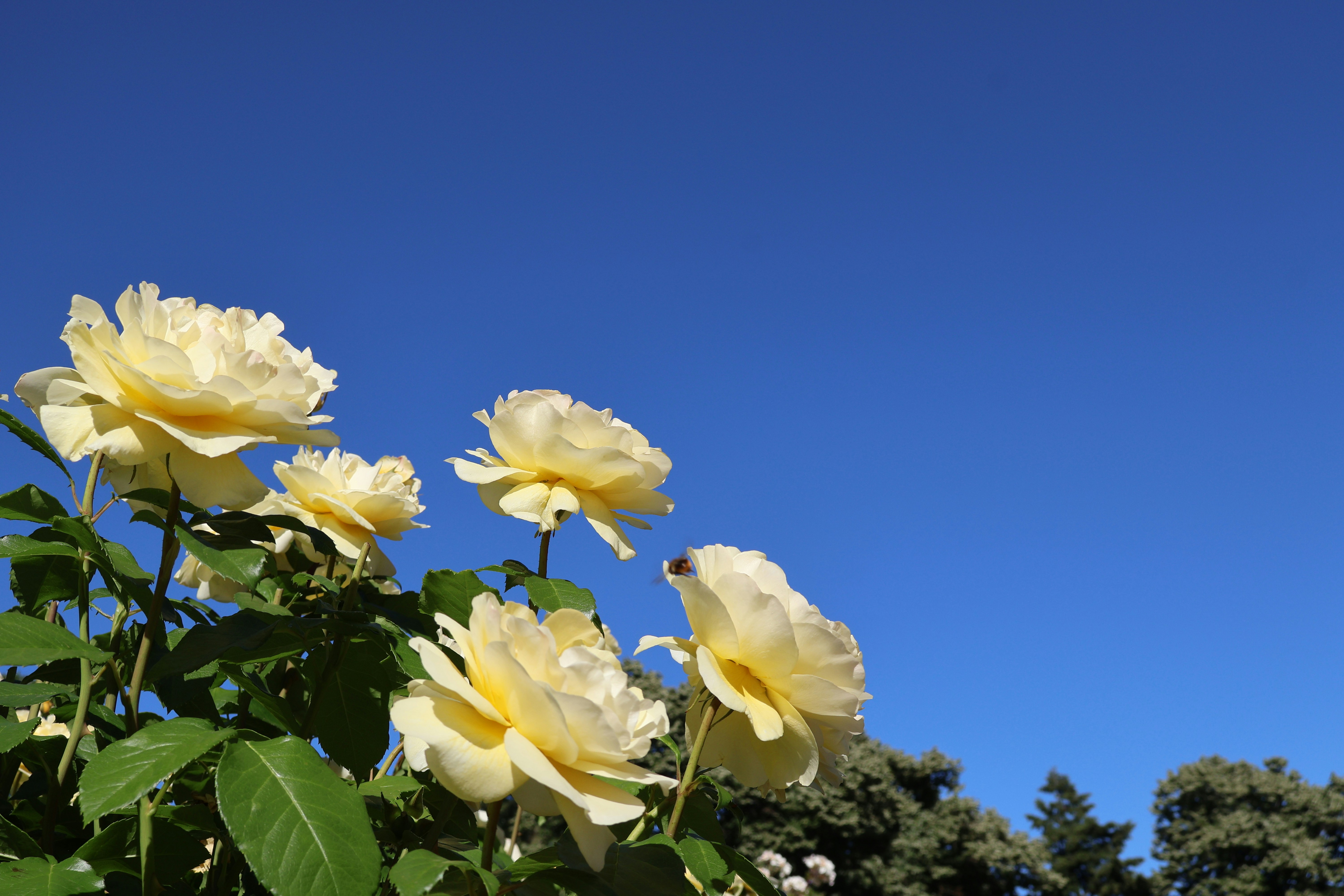 Golden Roses Under a Wide Blue Sky