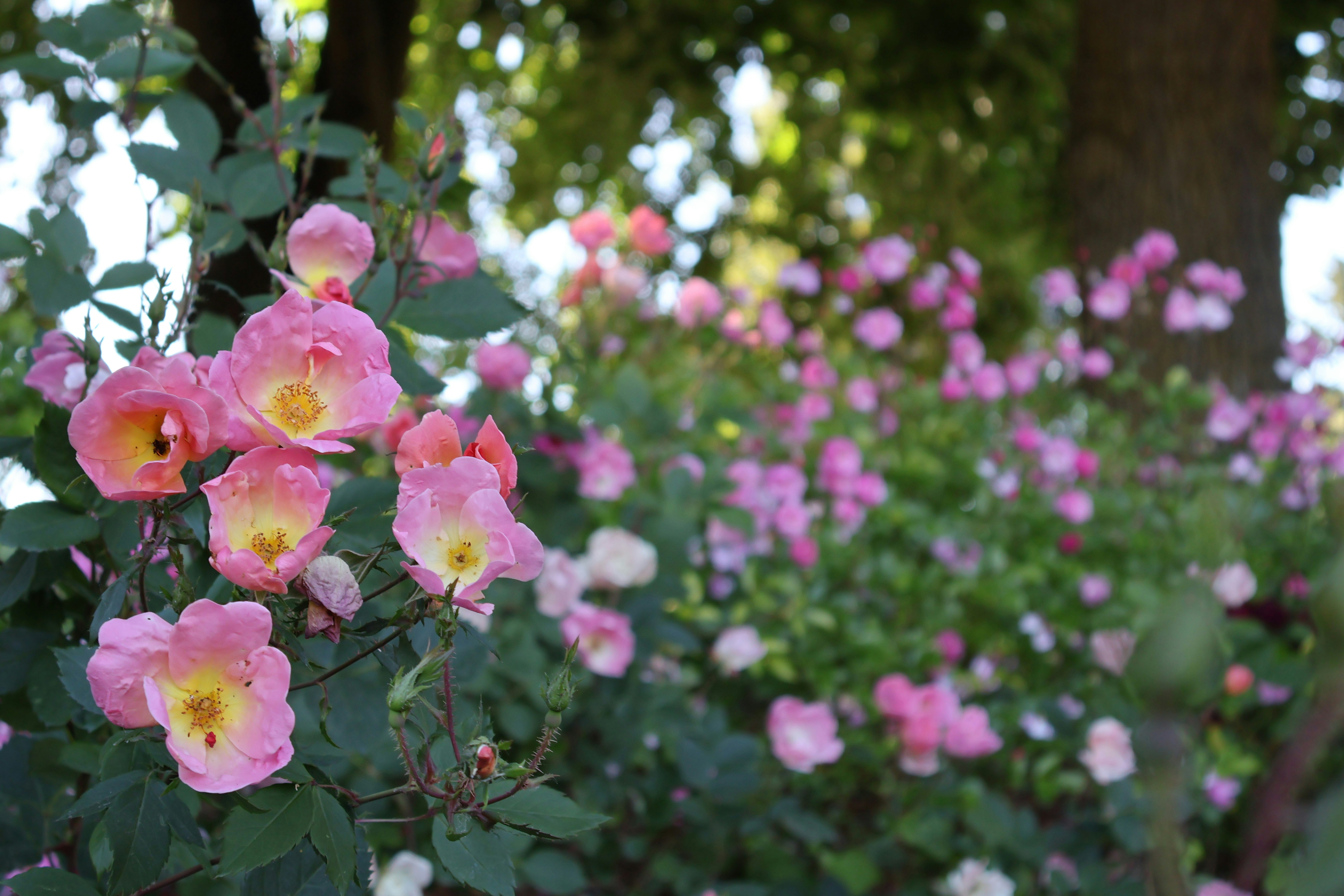 Pink Rose Cascade in a Sunlit Garden