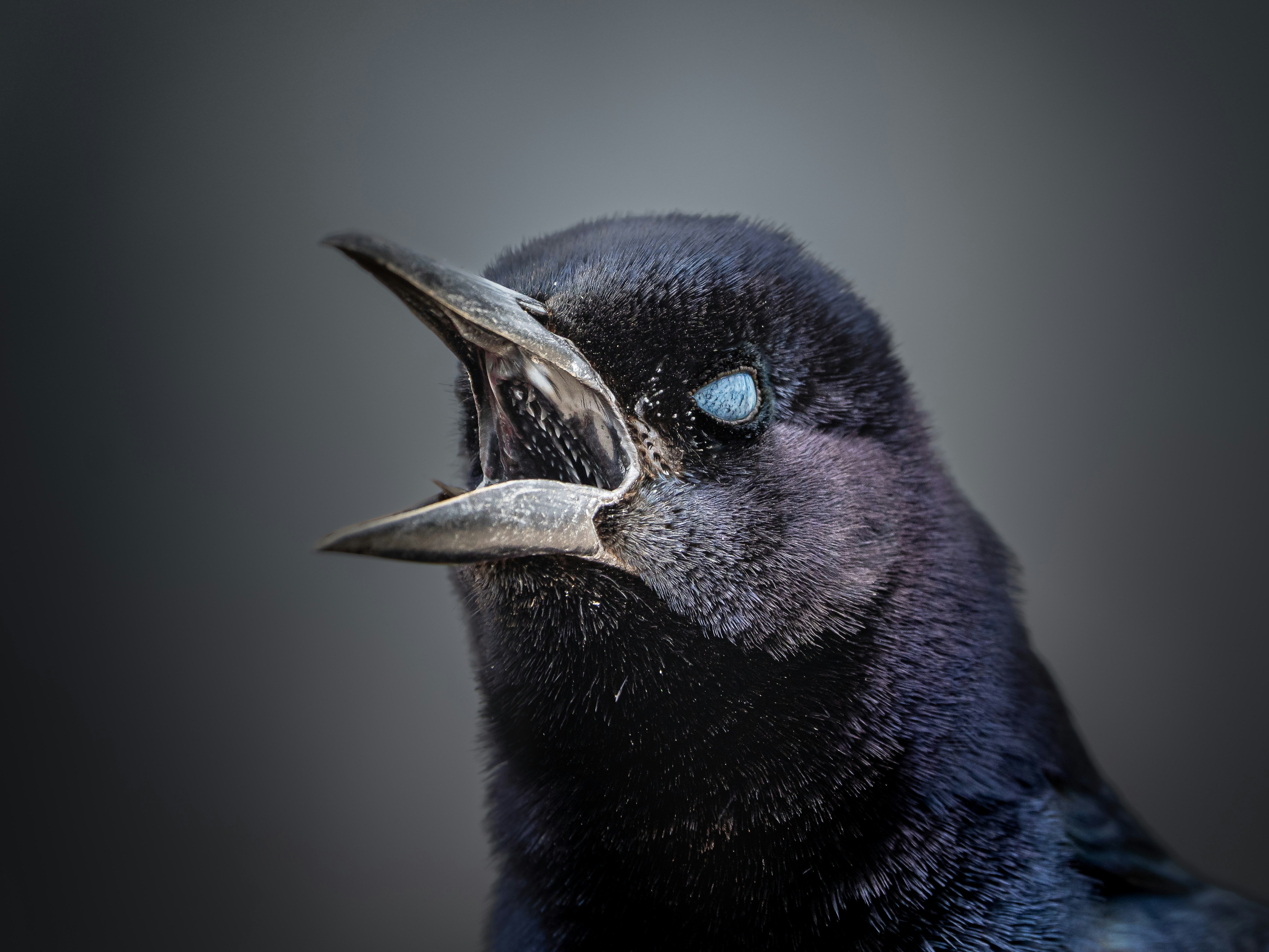 Nocturne Beak: A Crow's Vivid Call